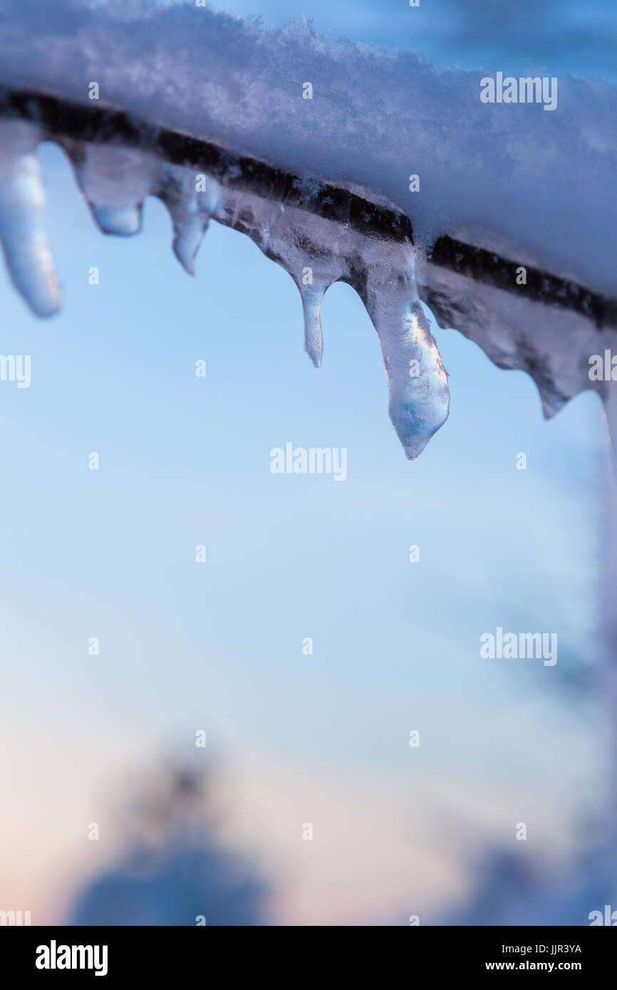Long icicles hanging from branch Stock Photo - Alamy