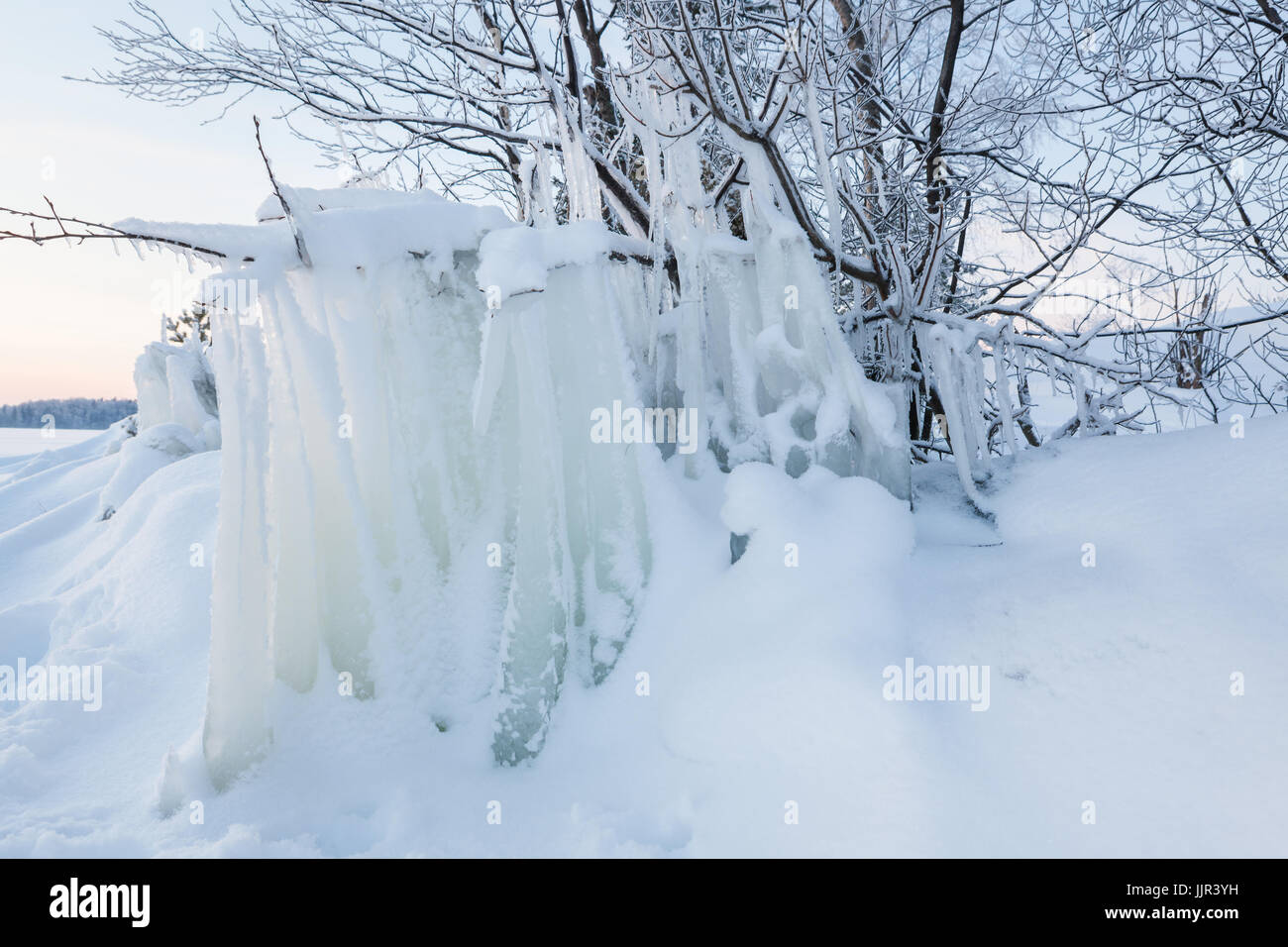 Long icicles hanging from branch Stock Photo - Alamy