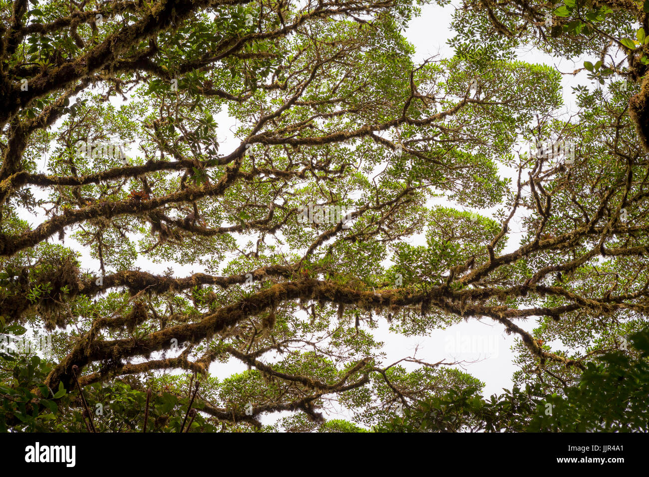 Tree foliage in rainforest Stock Photo - Alamy