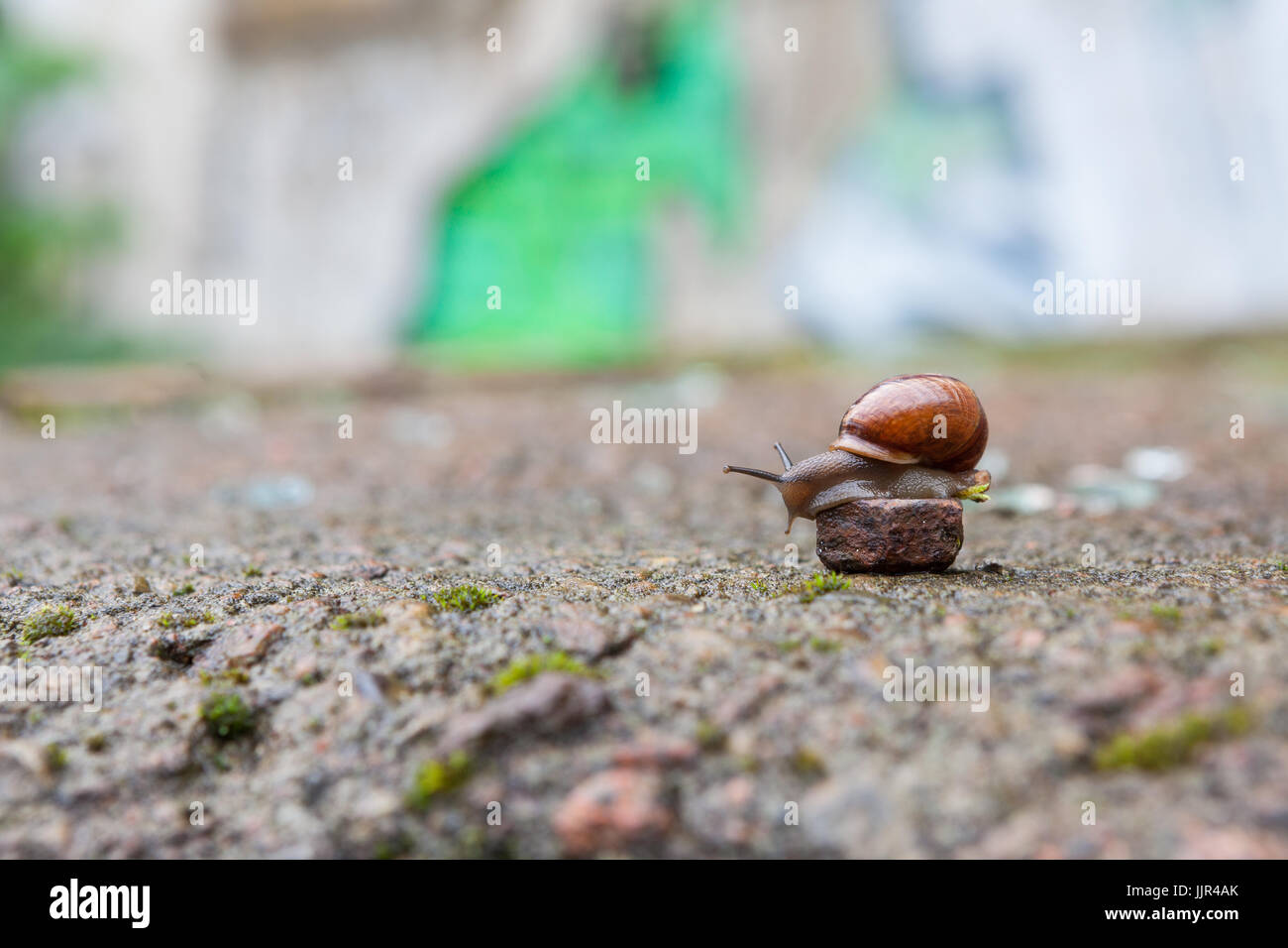 Group of small snails Stock Photo - Alamy