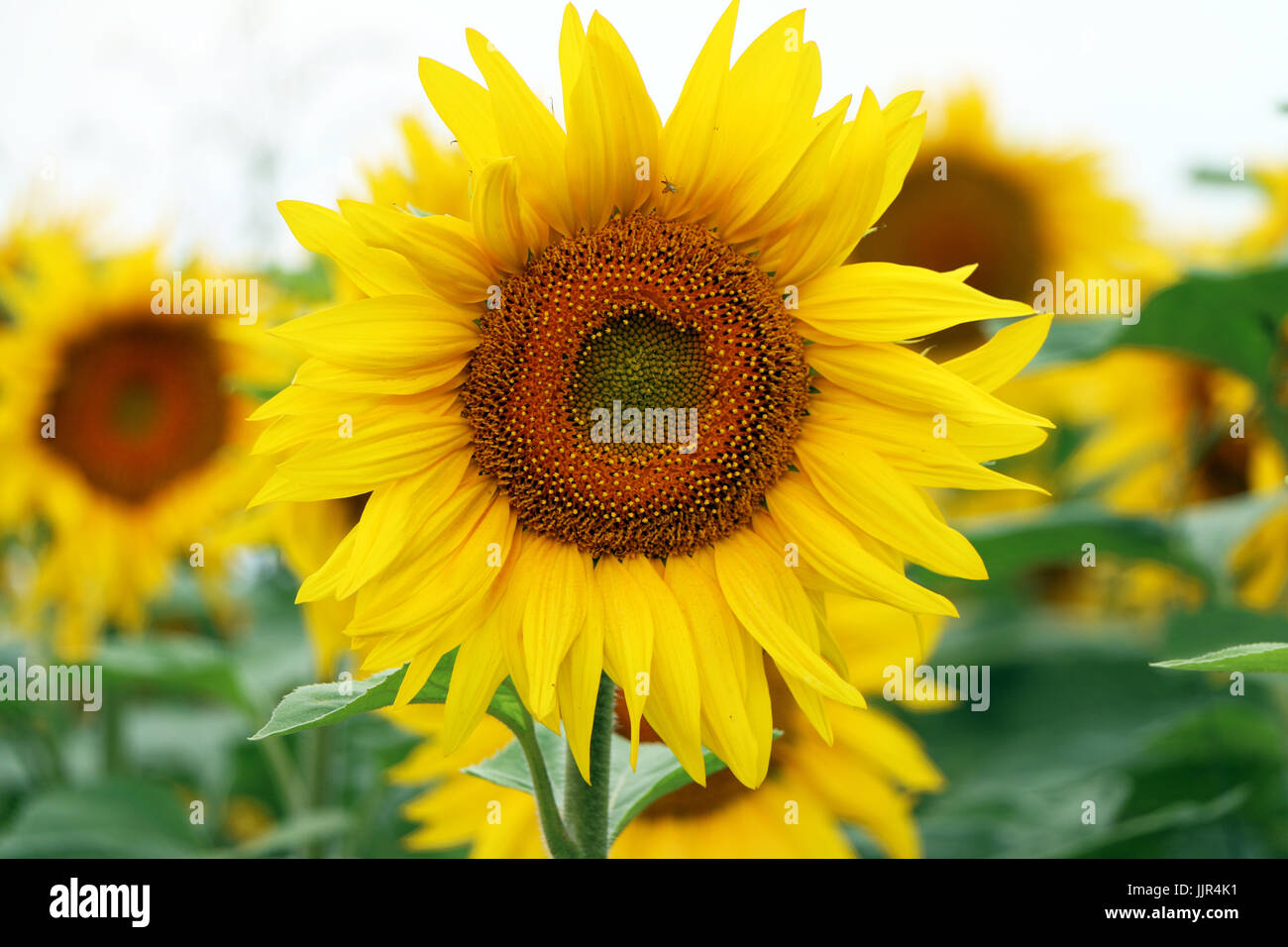 Big sunflower grows and blooms close up on white background Stock Photo ...