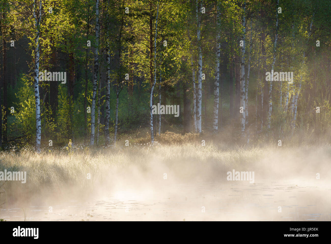 Small forest pond hi-res stock photography and images - Alamy