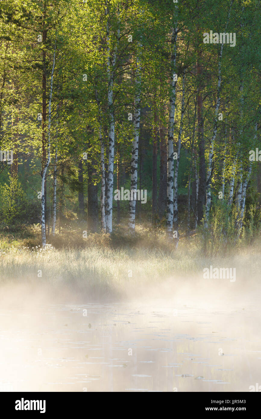 Small forest pond at sunrise Stock Photo - Alamy
