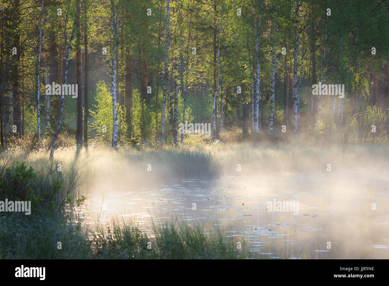 Small forest pond at sunrise Stock Photo - Alamy