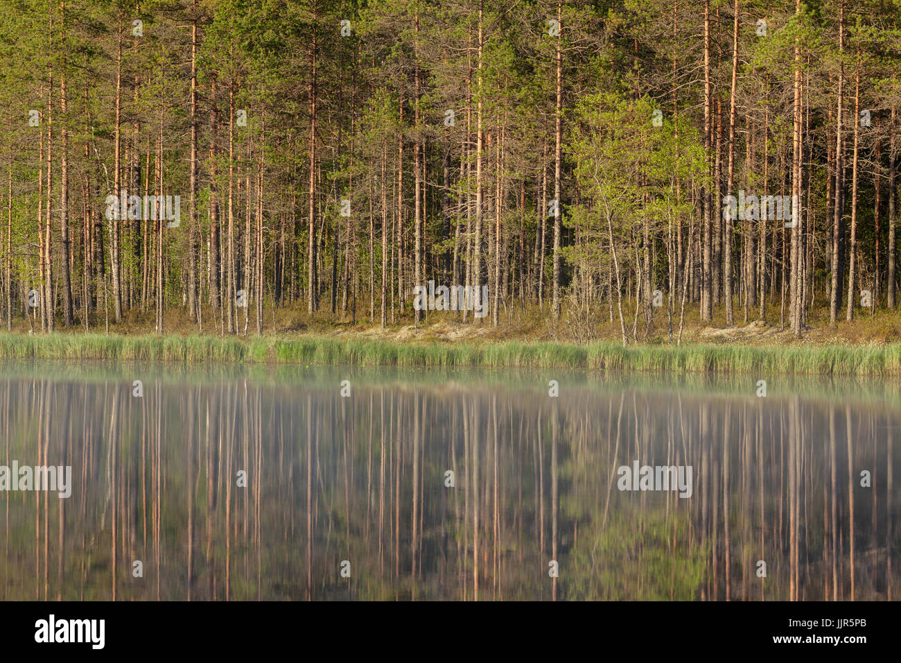 Small pond lake reflection hi-res stock photography and images - Alamy