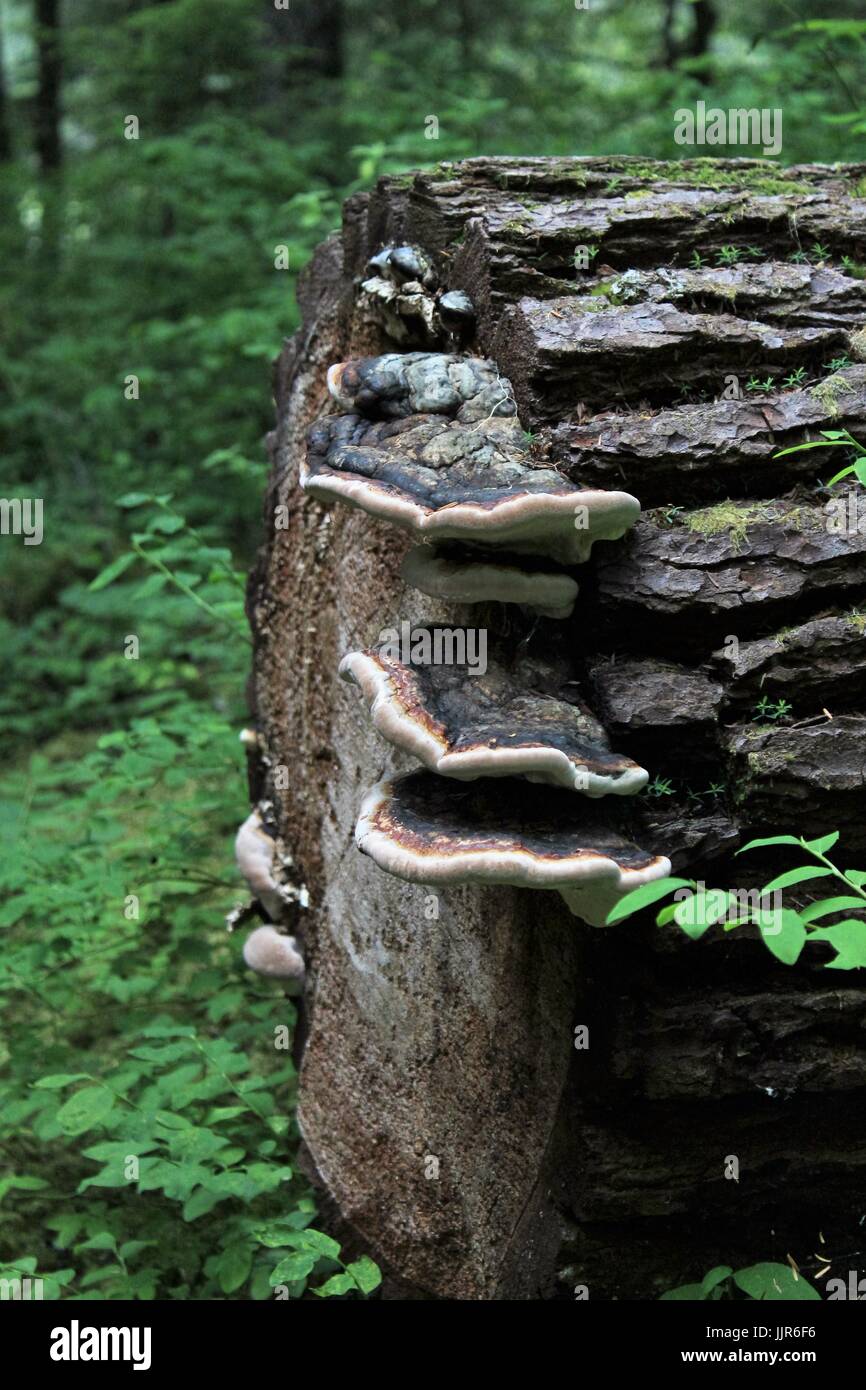 Nurse log hi-res stock photography and images - Alamy