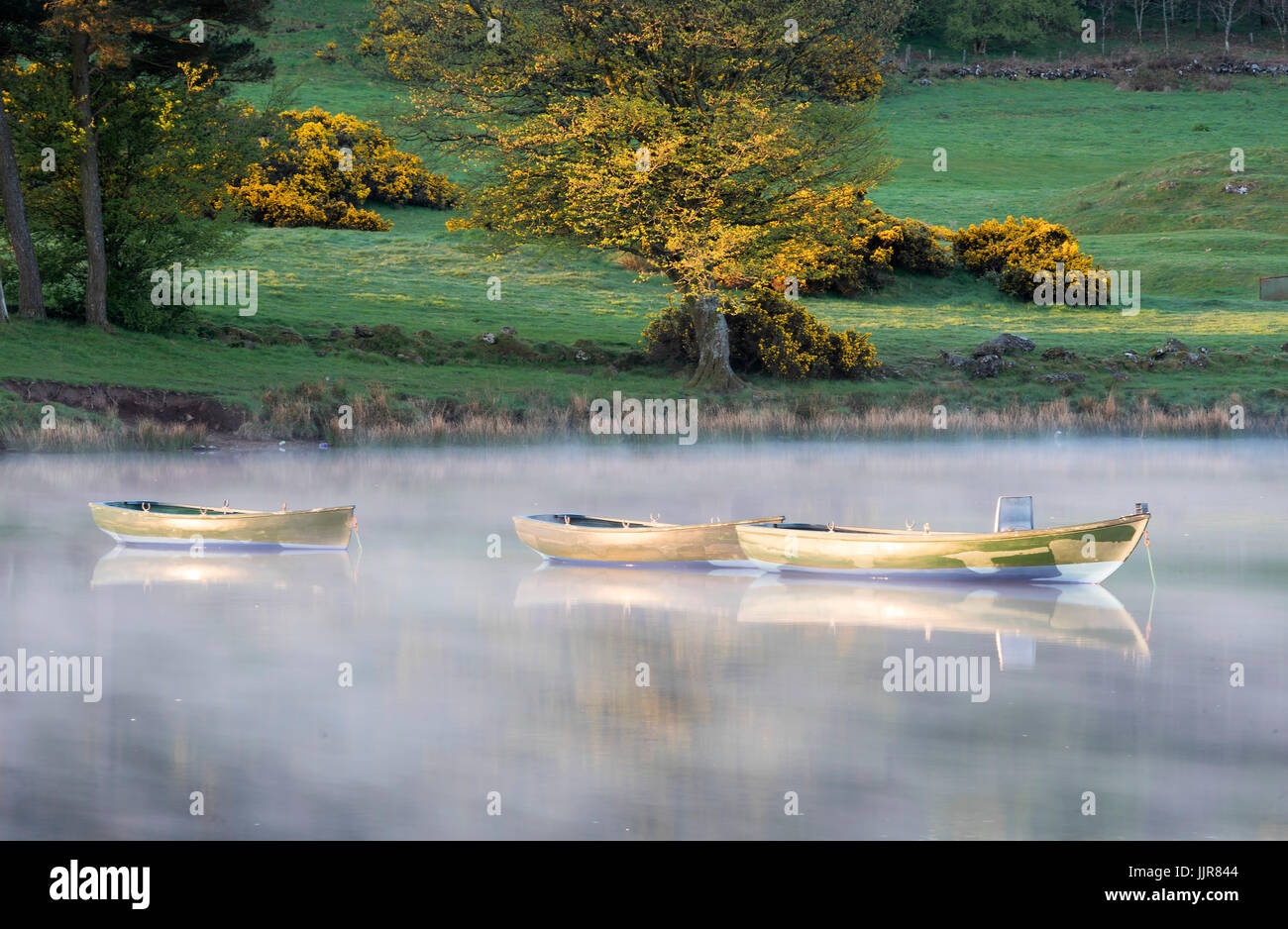 Three rowing/fishing boats on a misy morning at Knapp's Loch, Kilmacolm ...