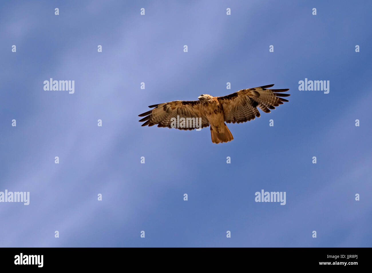 Bird hawk flying high above California field Stock Photo - Alamy