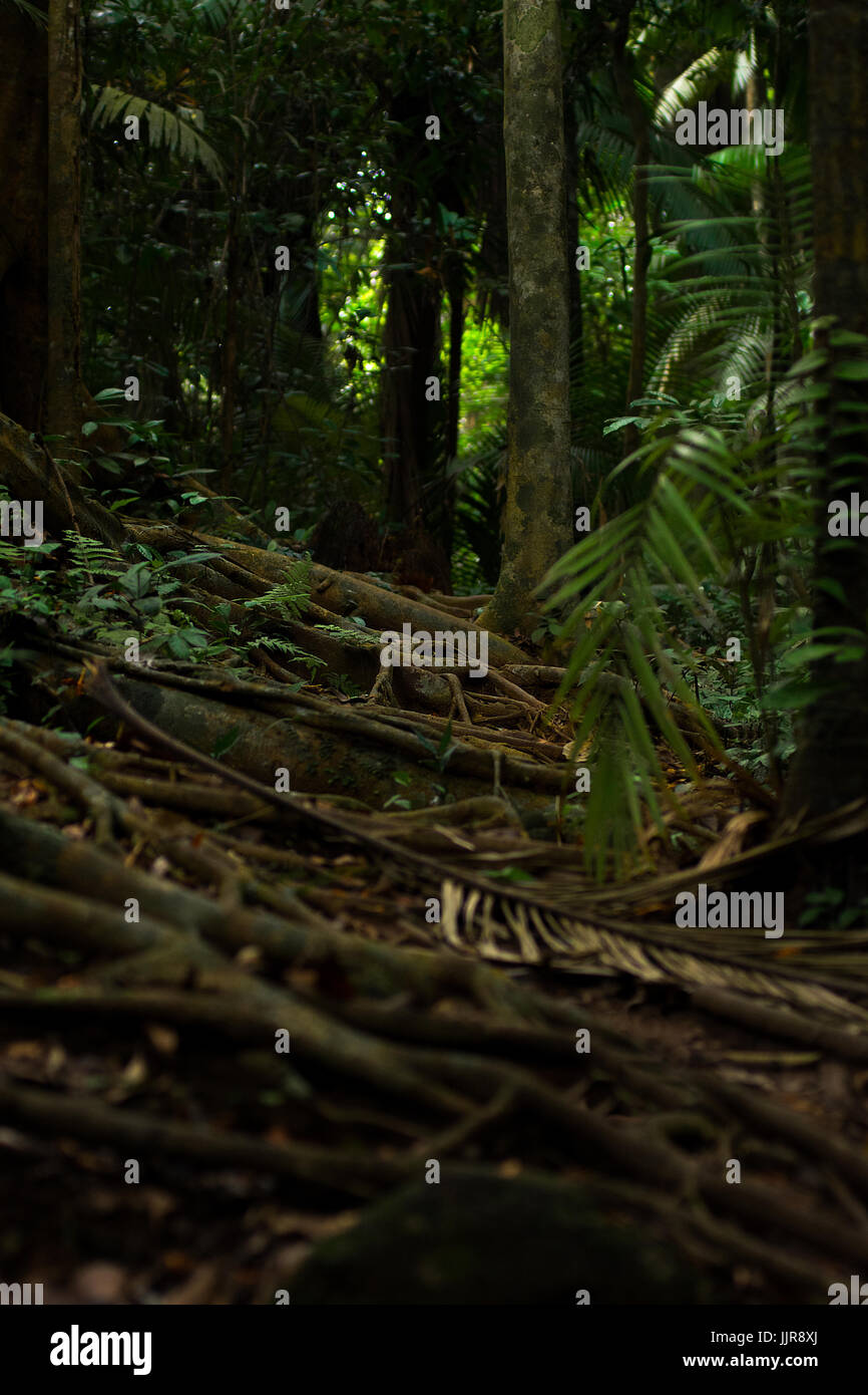 Tropical Jungle forest path heavily covered with tree roots leads off ...