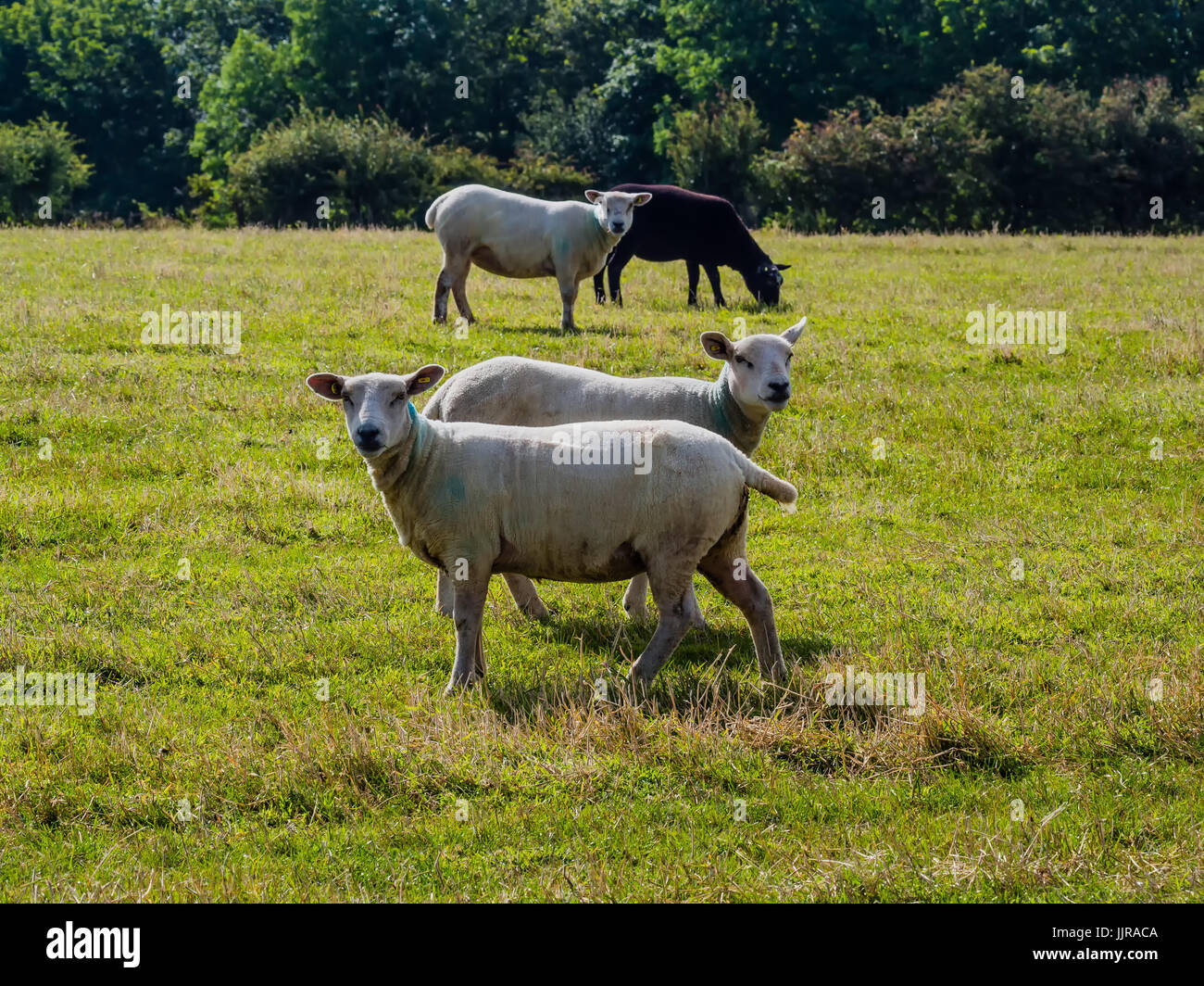 Lambs rib hi-res stock photography and images - Alamy