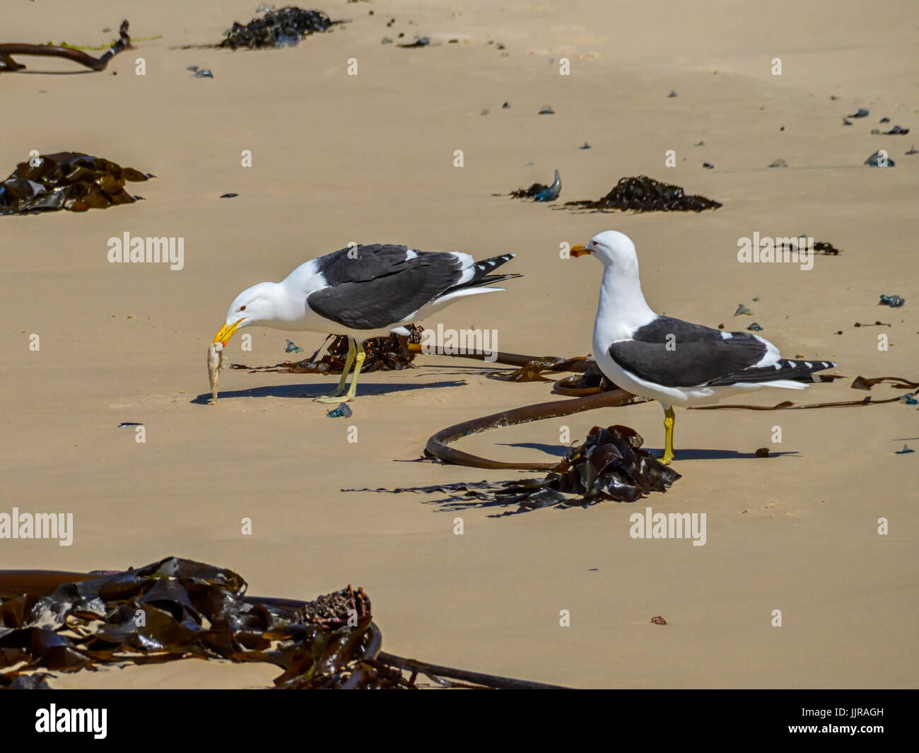 Kelp Gulls eating a shellfish on the beach in Southern Africa Stock ...