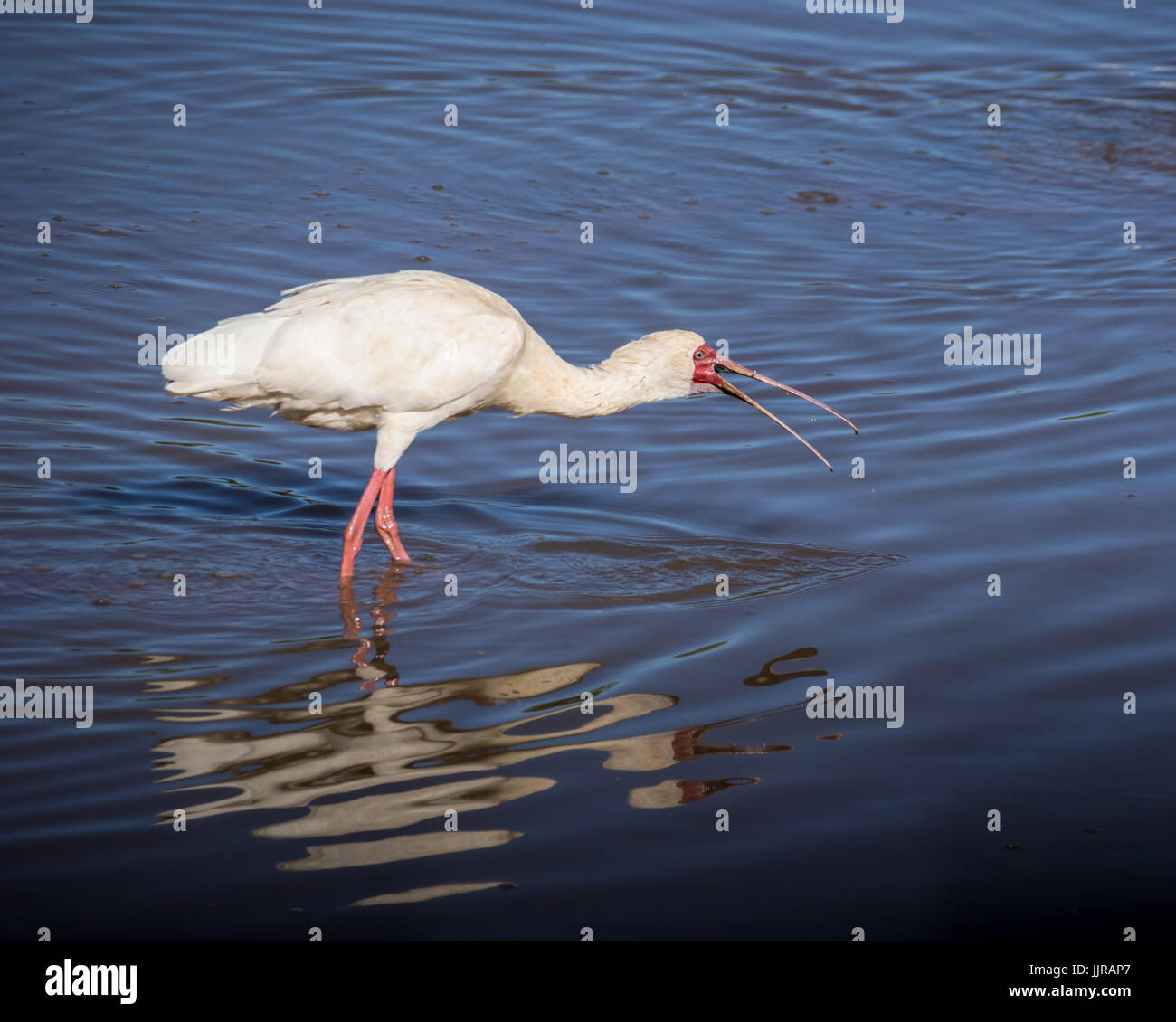 African Spoonbill fishing in a watering hole in Southern African ...