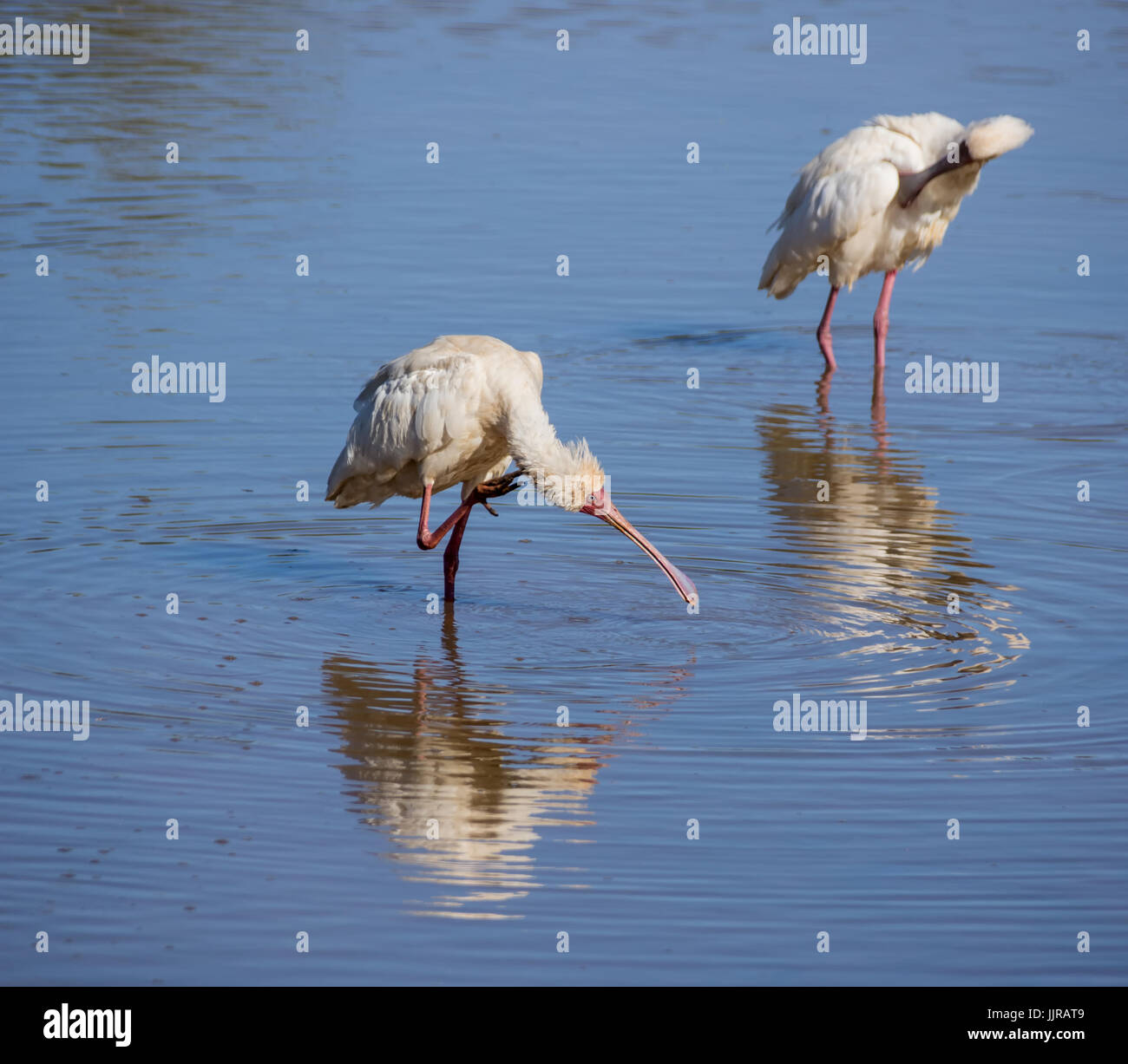 African Spoonbill fishing in a watering hole in Southern African ...