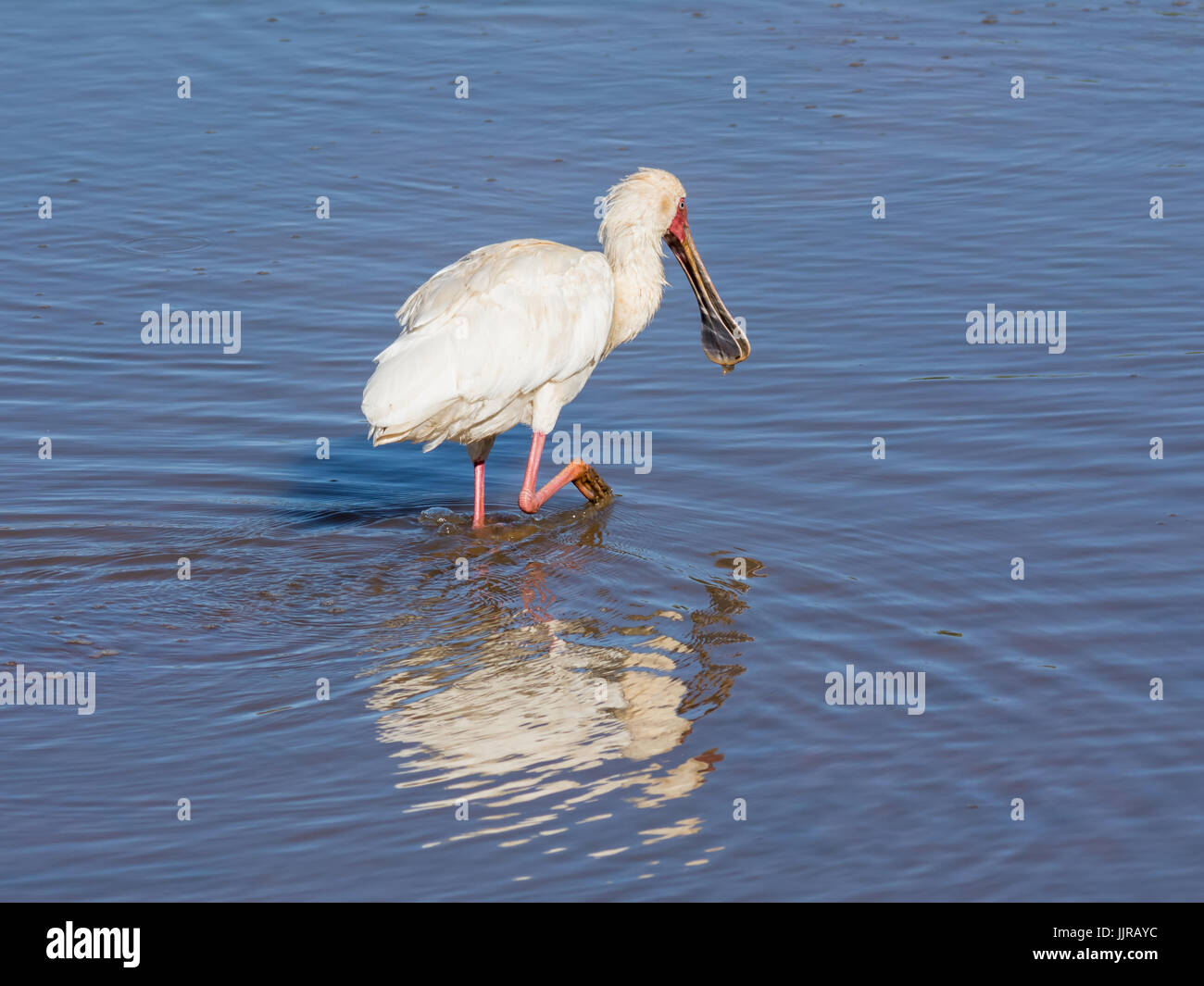 African Spoonbill fishing in a watering hole in Southern African ...