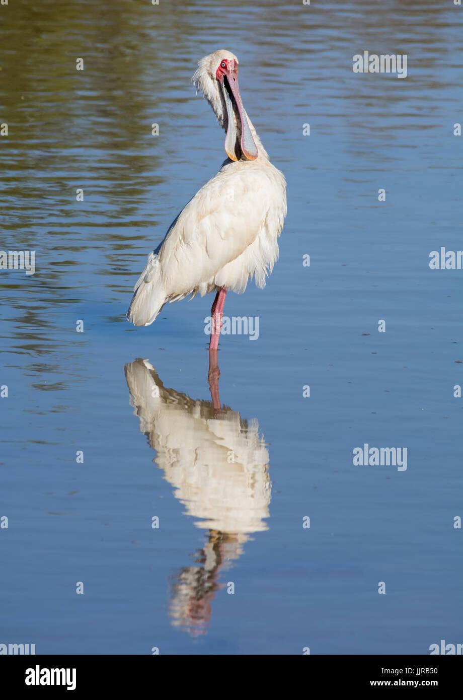 African Spoonbill fishing in a watering hole in Southern African ...