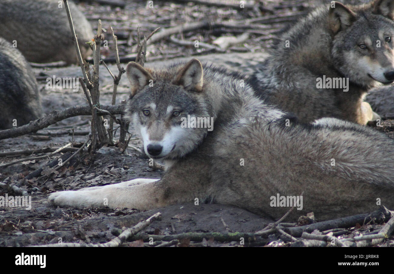 Eurasian wolf (Canis lupus lupus Stock Photo - Alamy
