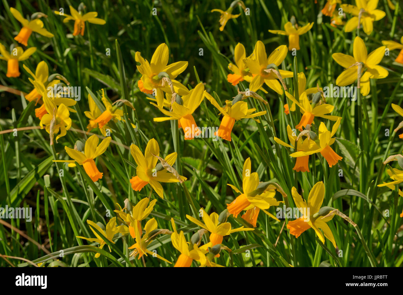 Daffodil Jet Fire Stock Photo - Alamy