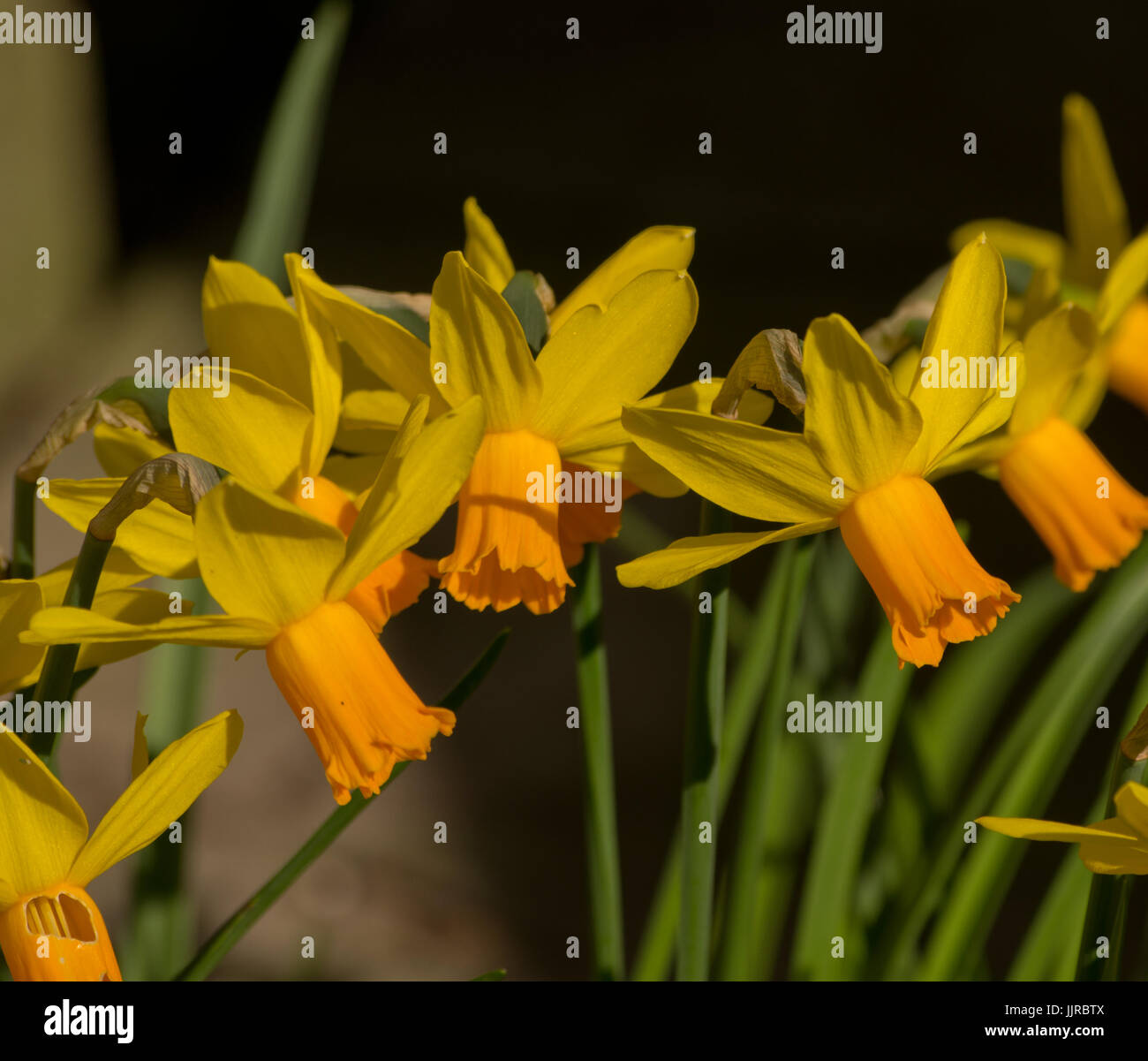 Reflexed daffodil hi-res stock photography and images - Alamy