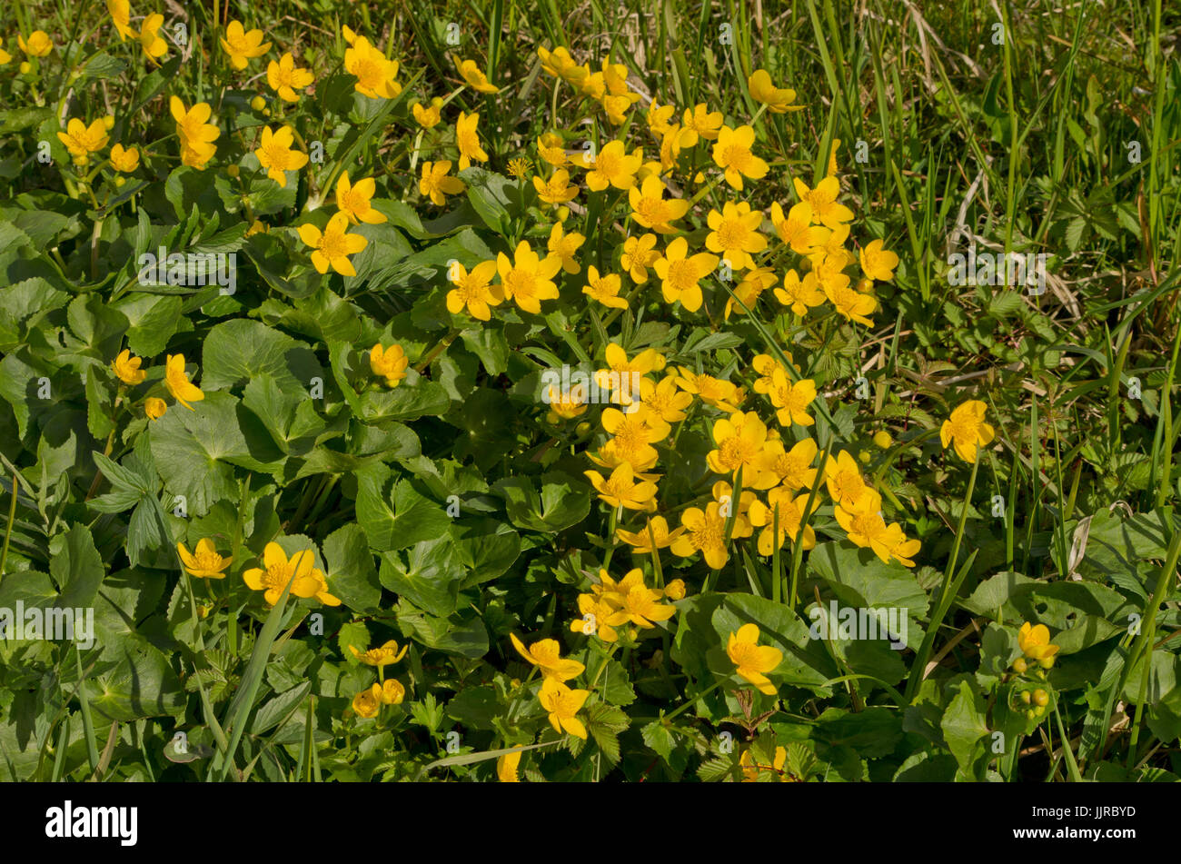 Kingcup or marsh marigold hi-res stock photography and images - Alamy