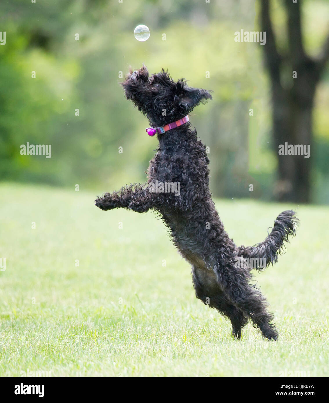A small Yorkiechon puppy dog jumping up to catch a soap bubble on a ...