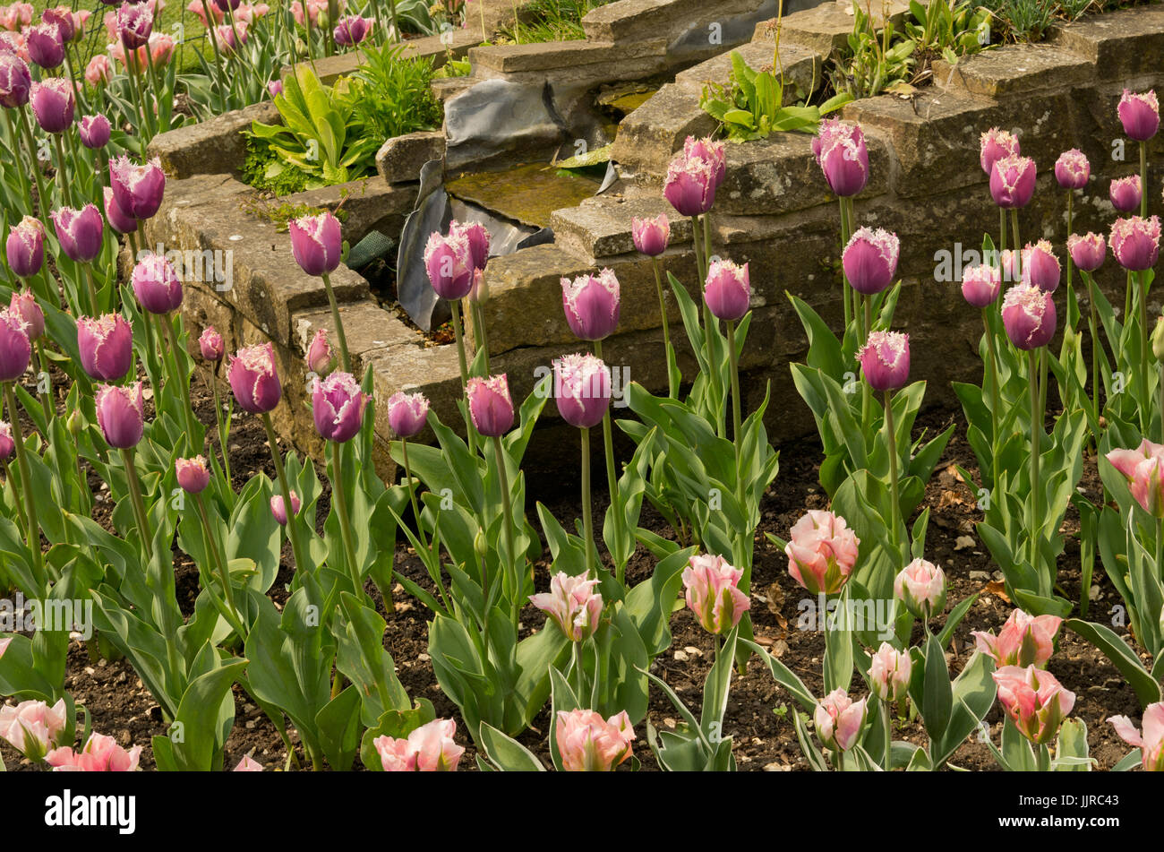Mixed tulip display Stock Photo - Alamy