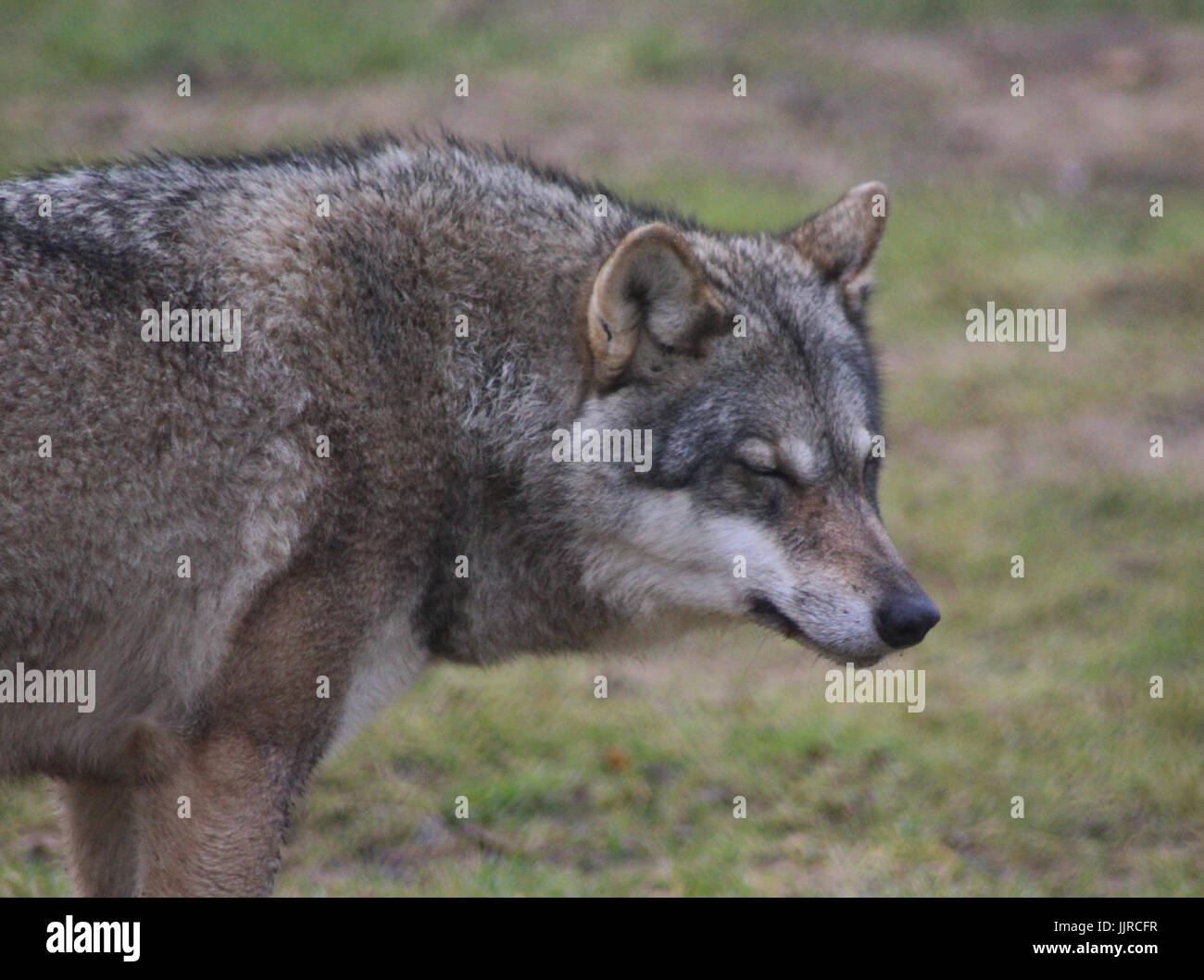 Eurasian wolf (Canis lupus lupus Stock Photo - Alamy