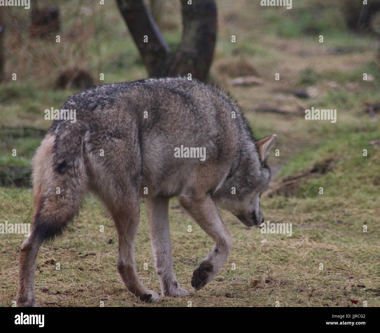 Eurasian wolf (Canis lupus lupus Stock Photo - Alamy