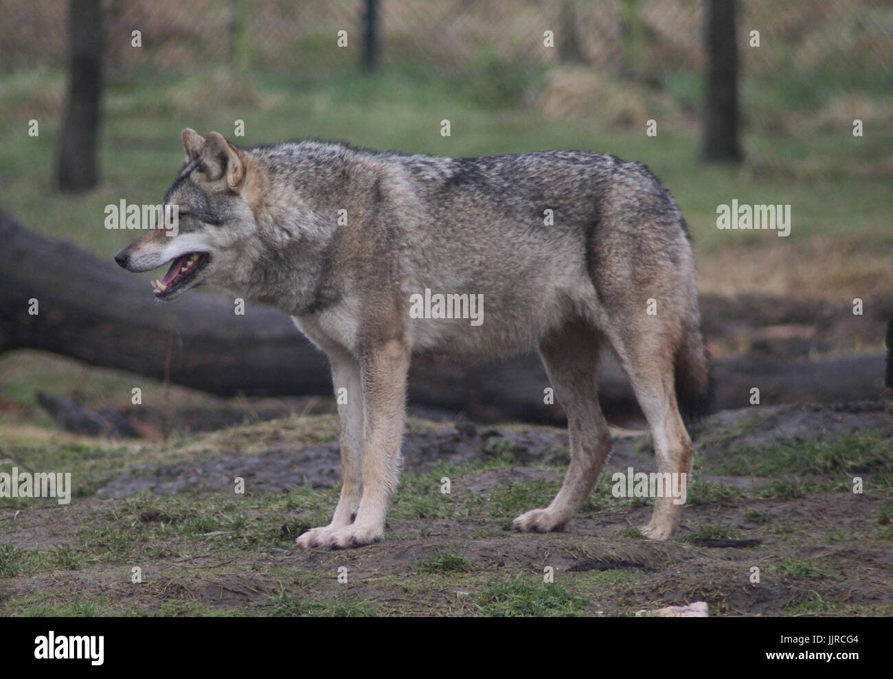 Eurasian wolf (Canis lupus lupus Stock Photo - Alamy