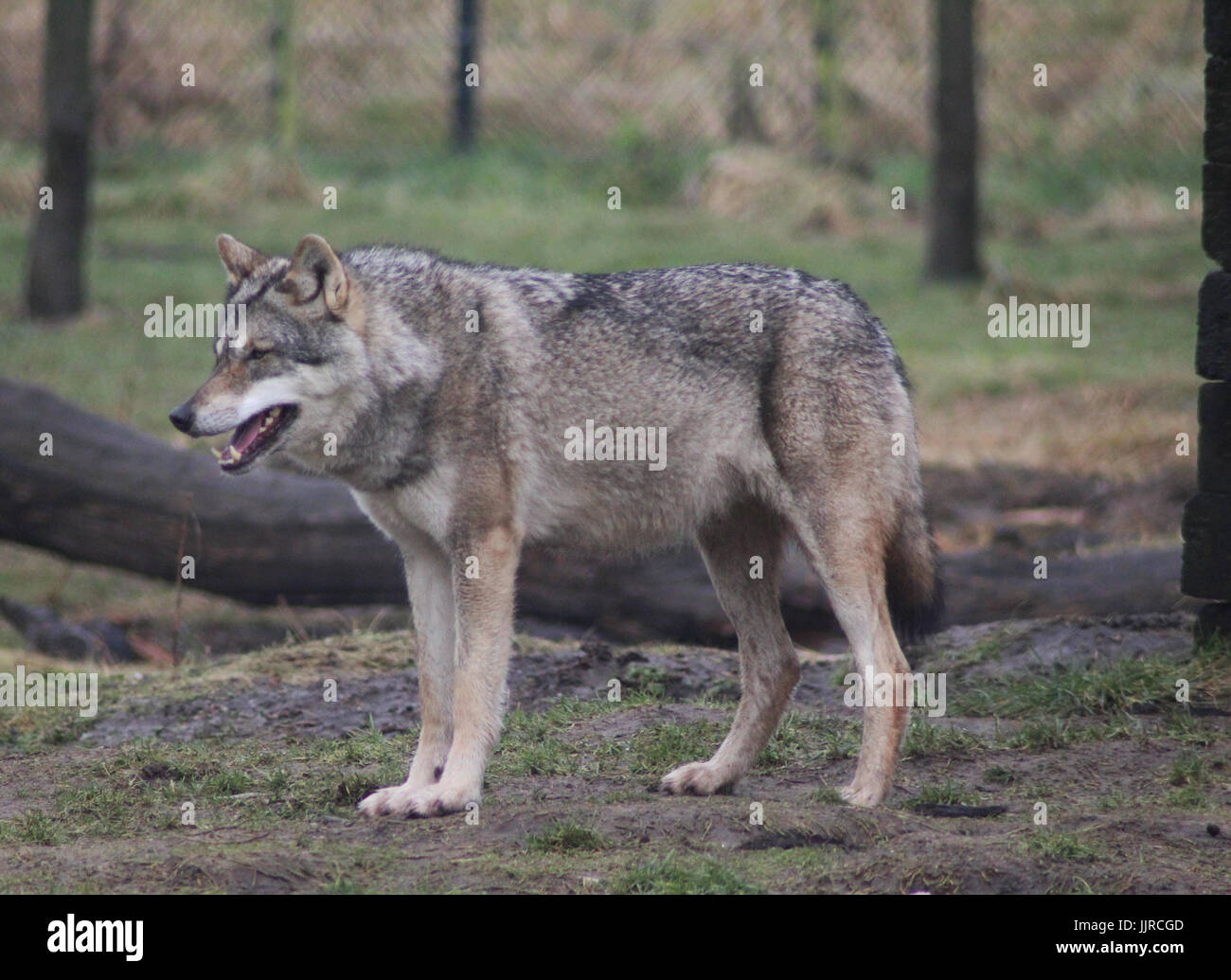 Eurasian wolf hi-res stock photography and images - Alamy