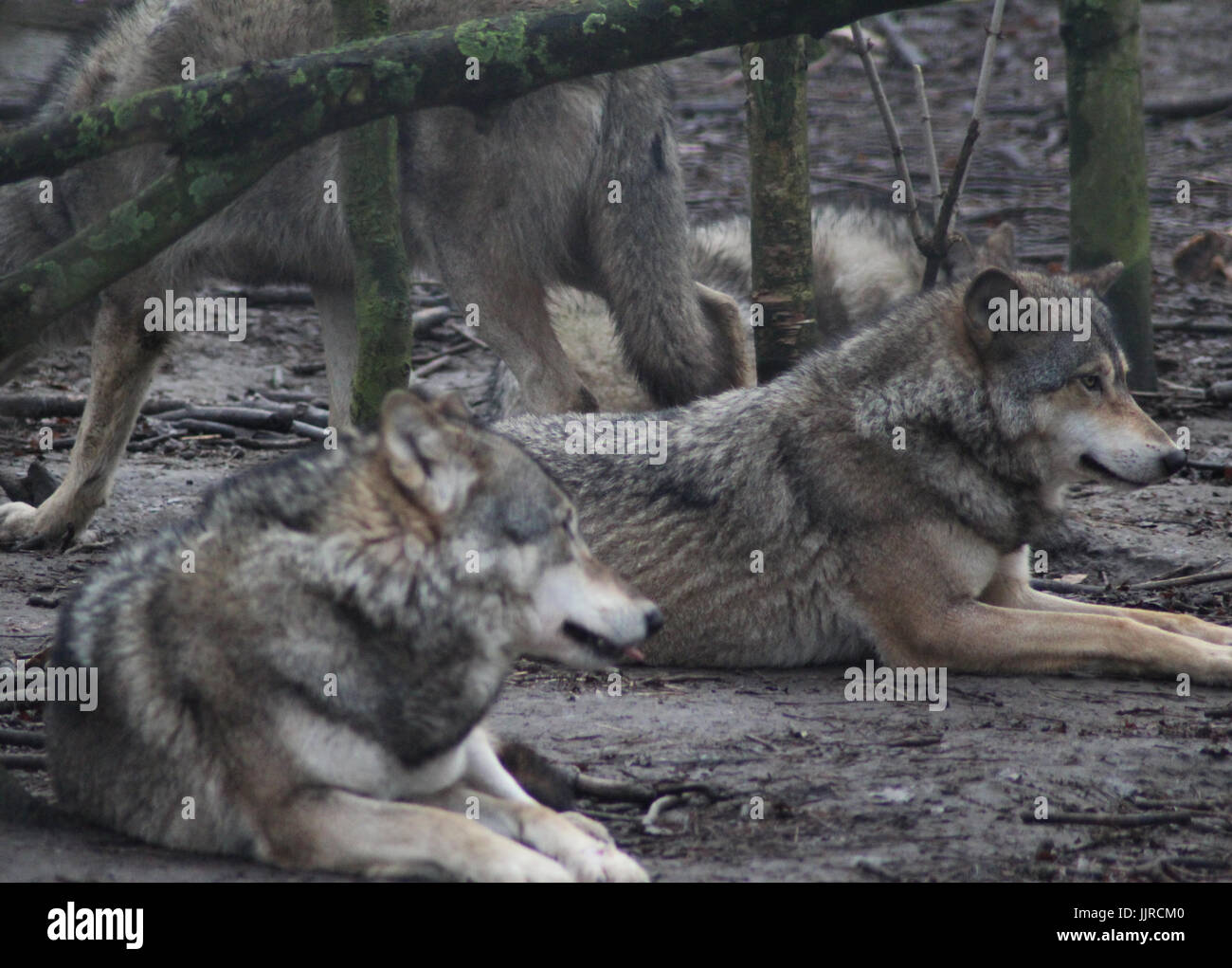 Eurasian wolf (Canis lupus lupus Stock Photo - Alamy