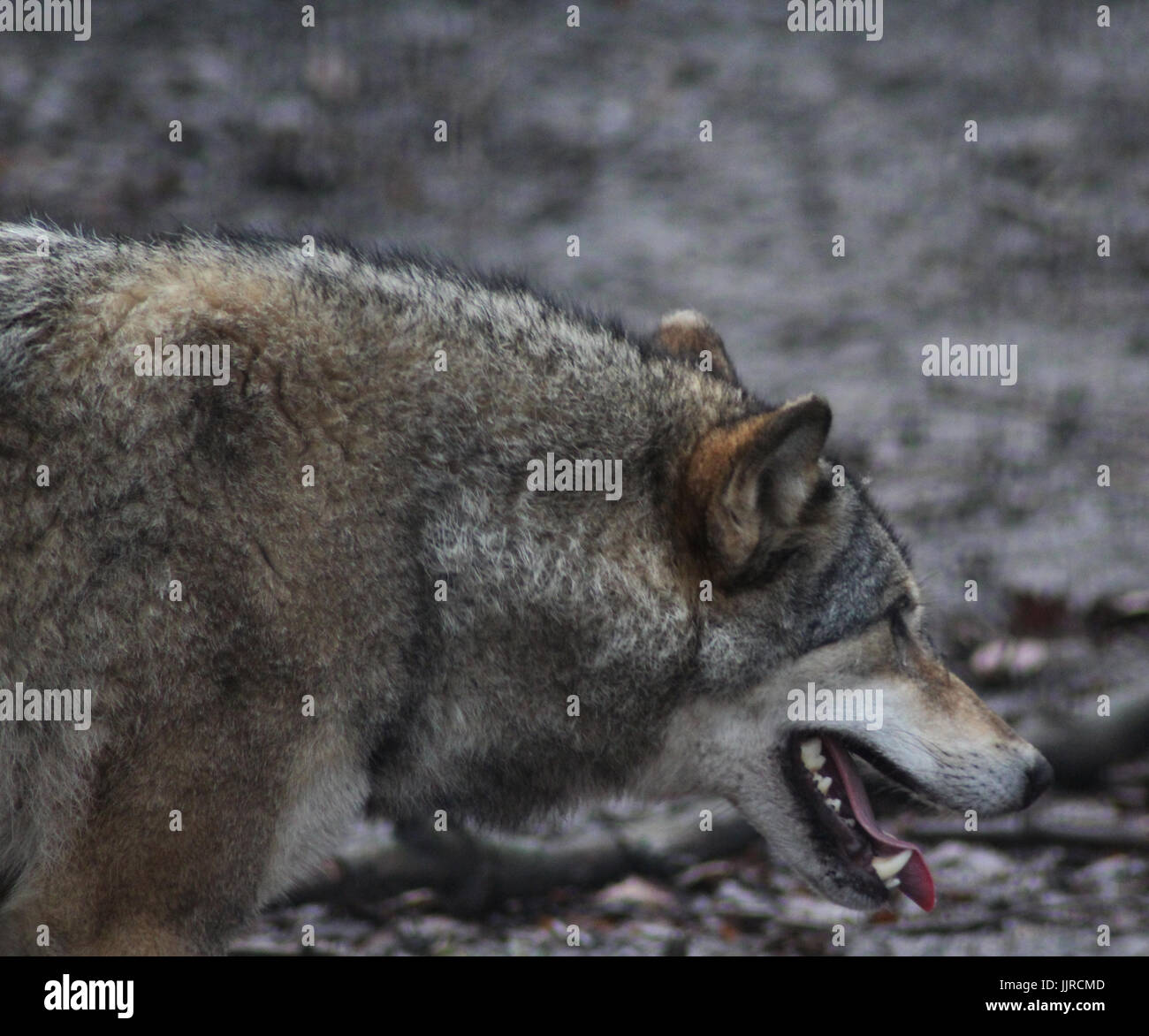 Eurasian wolf (Canis lupus lupus Stock Photo - Alamy