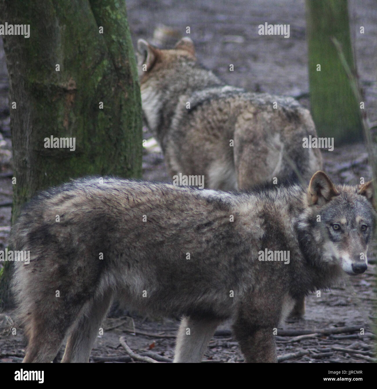Eurasian wolf (Canis lupus lupus Stock Photo - Alamy