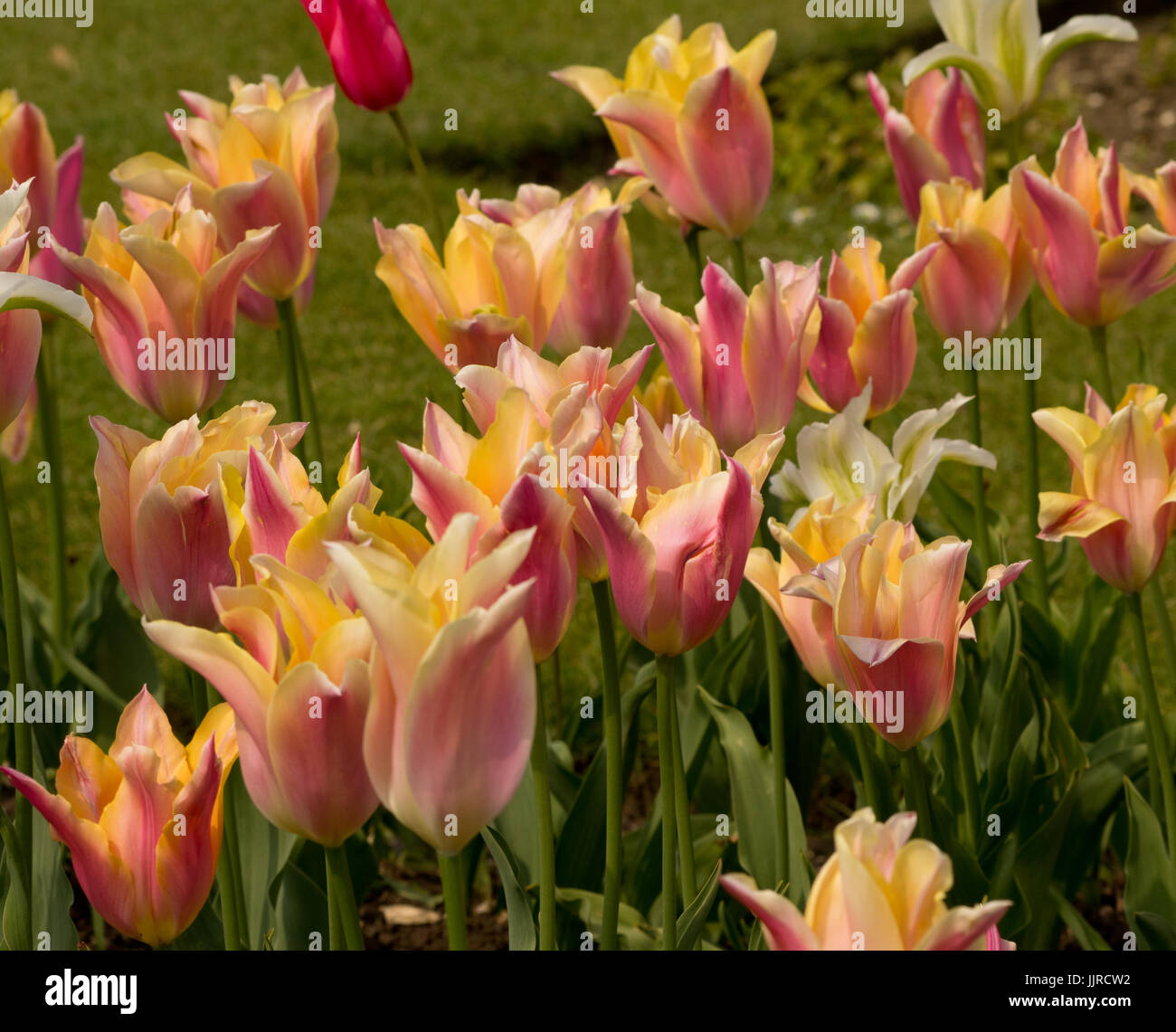 Golden raspberry plants hi-res stock photography and images - Alamy