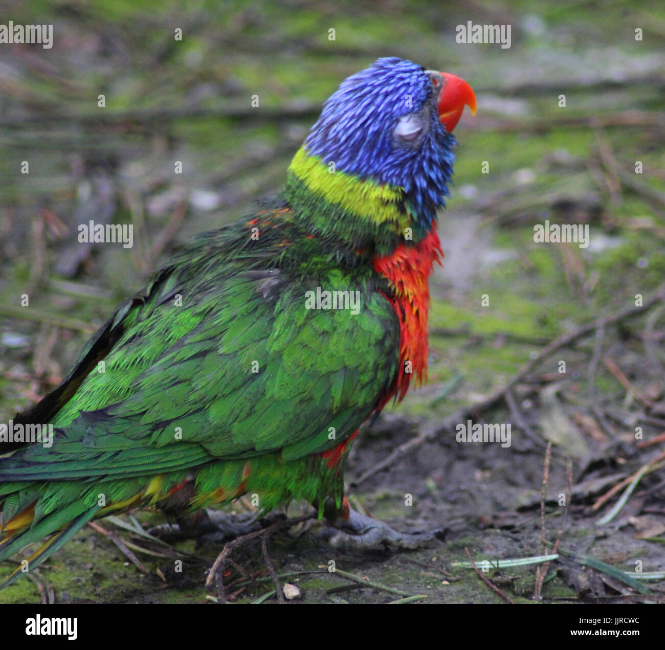 The rainbow lorikeet (Trichoglossus moluccanus Stock Photo - Alamy