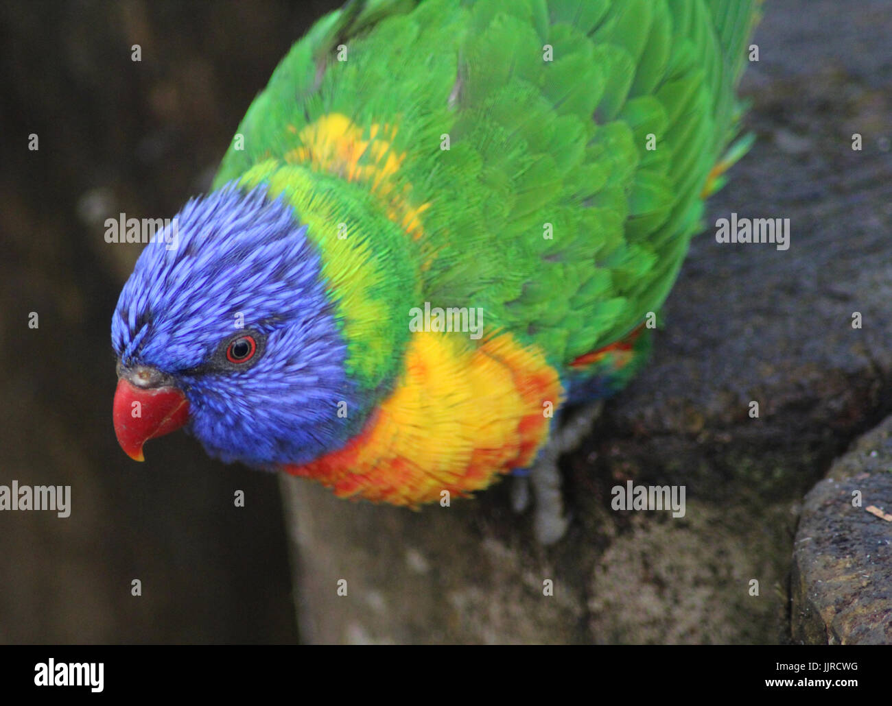 The rainbow lorikeet (Trichoglossus moluccanus Stock Photo - Alamy