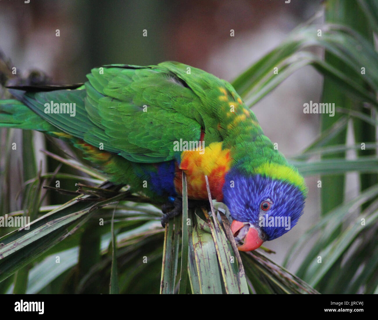 The rainbow lorikeet (Trichoglossus moluccanus Stock Photo - Alamy