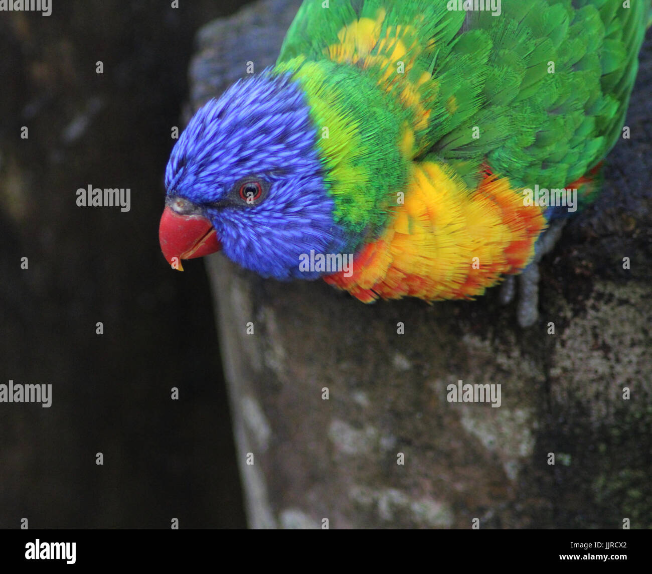 The rainbow lorikeet (Trichoglossus moluccanus Stock Photo - Alamy