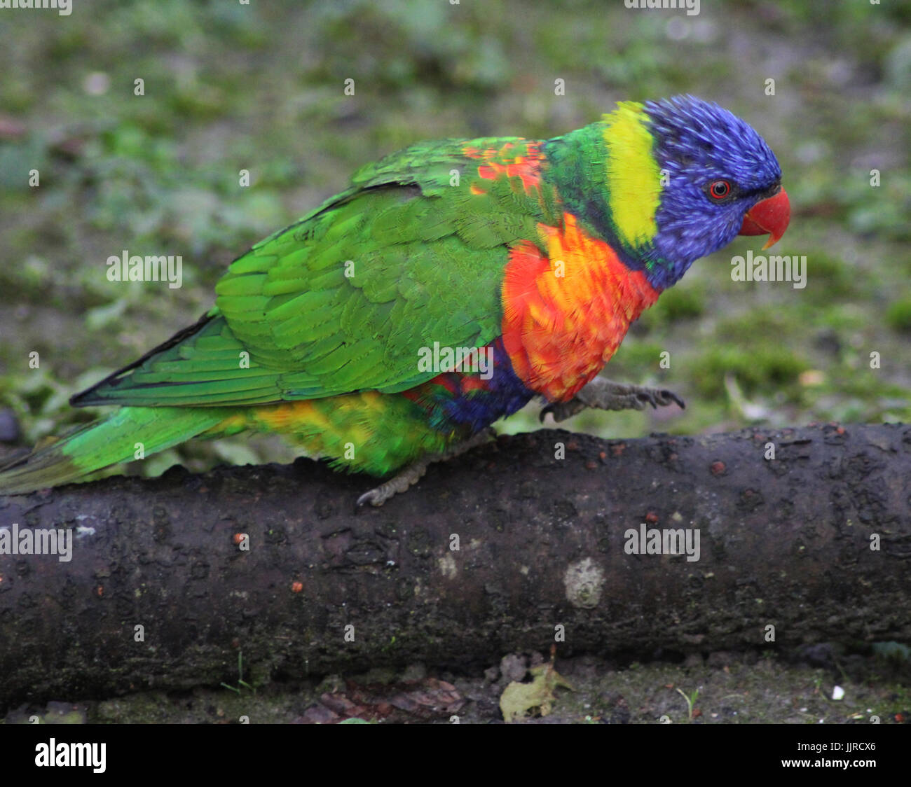 The rainbow lorikeet (Trichoglossus moluccanus Stock Photo - Alamy