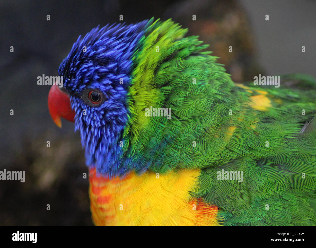 The rainbow lorikeet (Trichoglossus moluccanus Stock Photo - Alamy