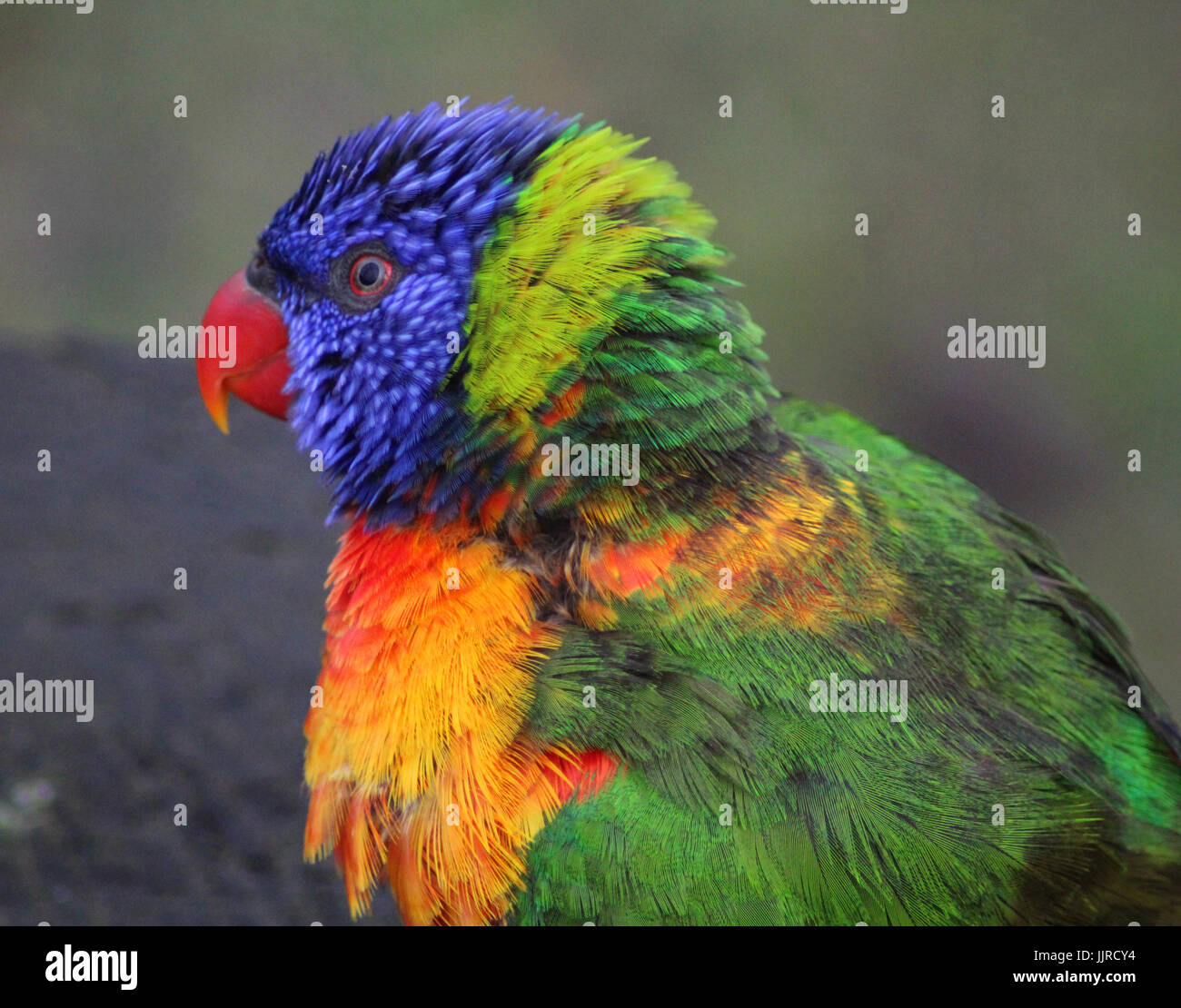 The rainbow lorikeet (Trichoglossus moluccanus Stock Photo - Alamy