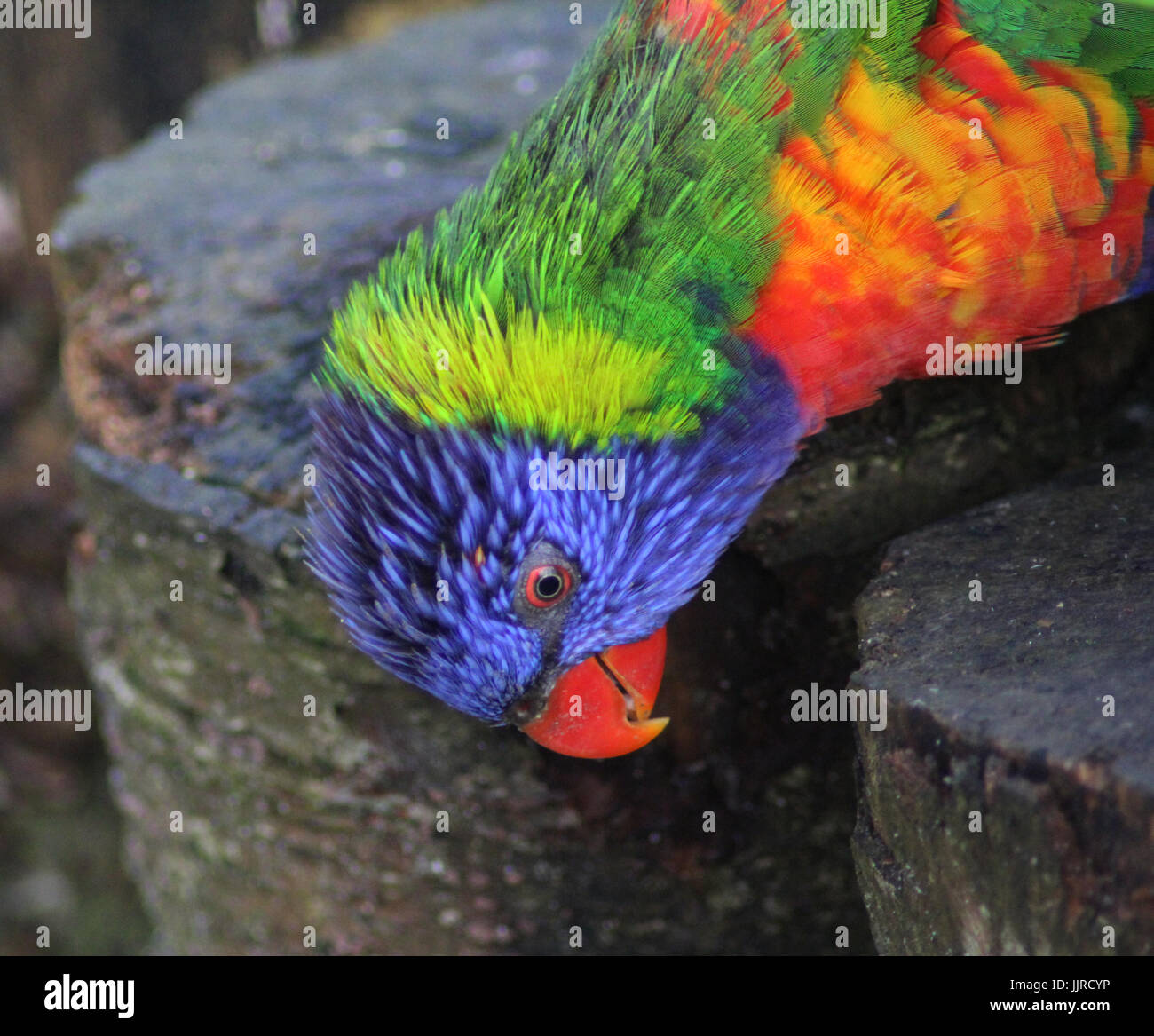 The rainbow lorikeet (Trichoglossus moluccanus Stock Photo - Alamy