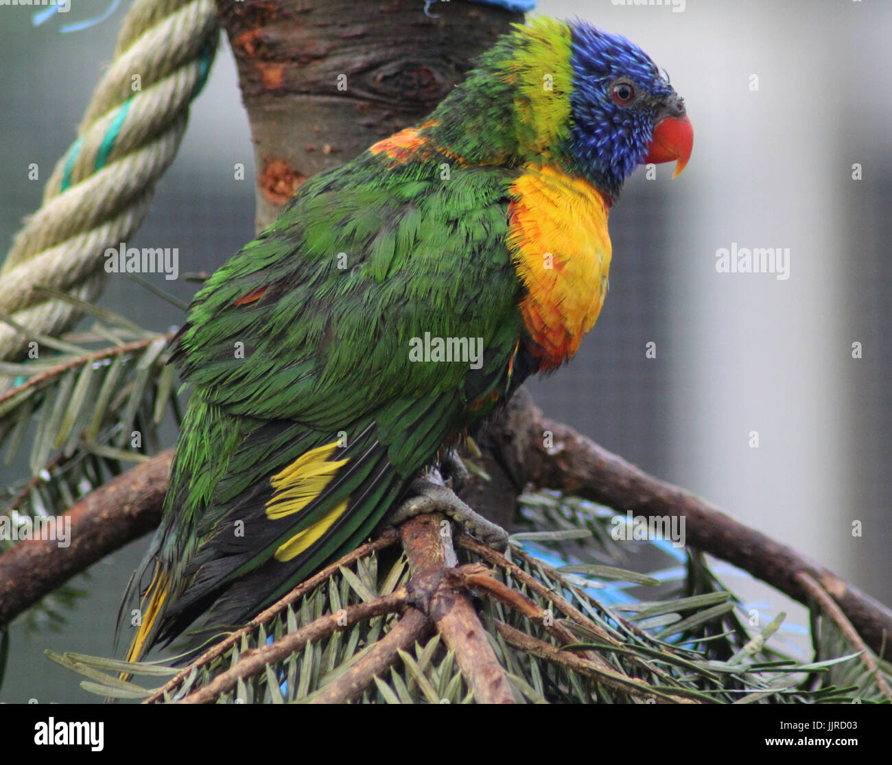 The rainbow lorikeet (Trichoglossus moluccanus Stock Photo - Alamy