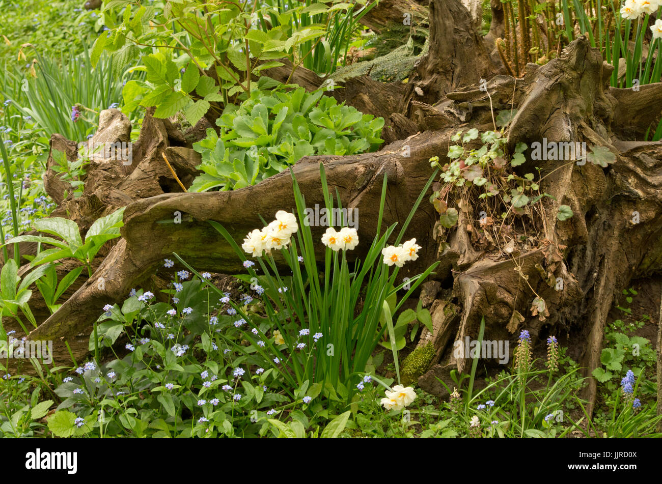 Stumpery hi-res stock photography and images - Alamy