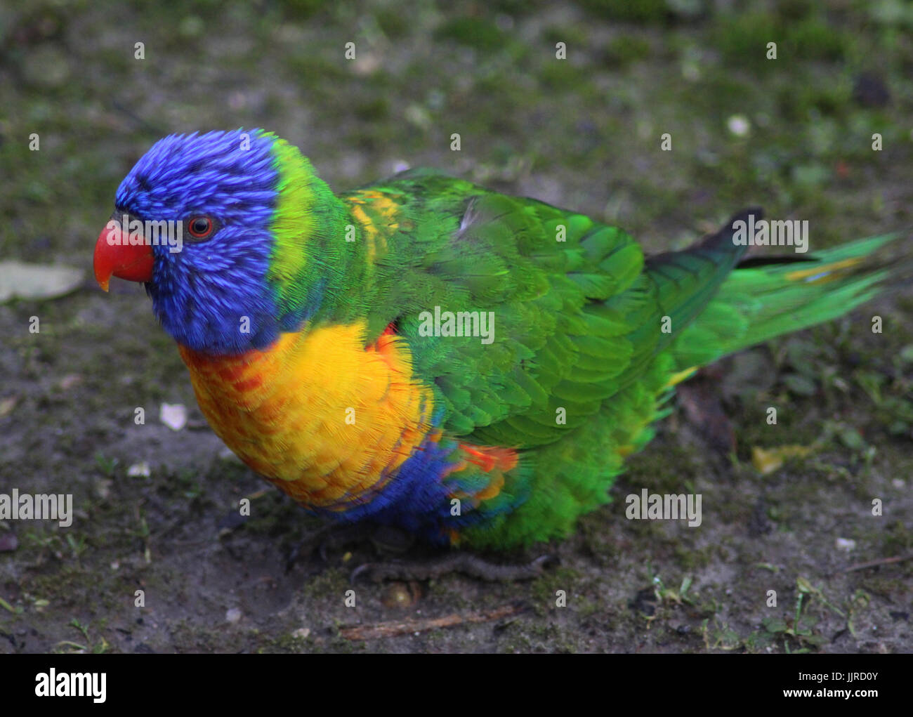 The rainbow lorikeet (Trichoglossus moluccanus Stock Photo - Alamy