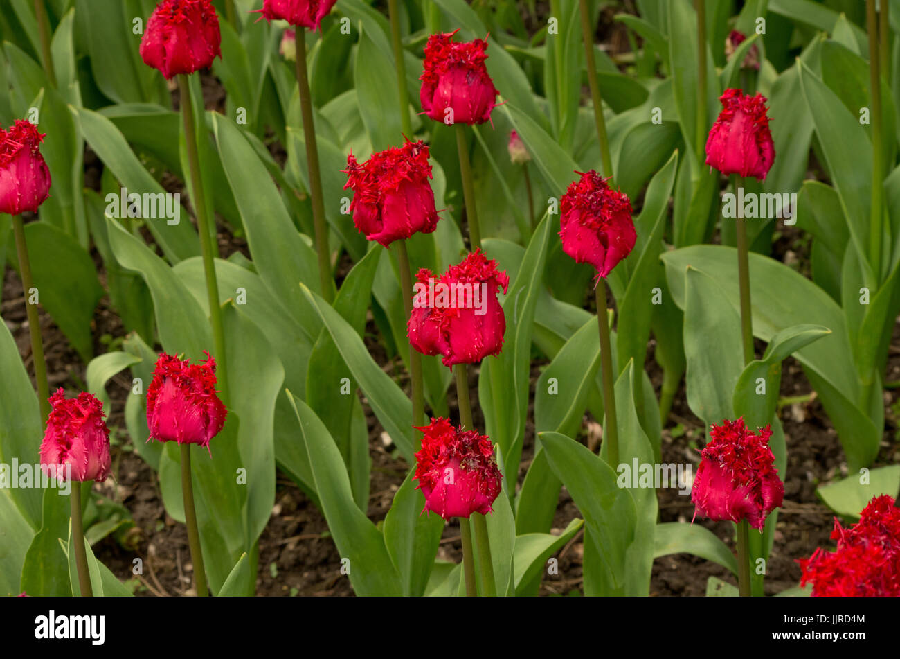 Barbados flower hi-res stock photography and images - Alamy