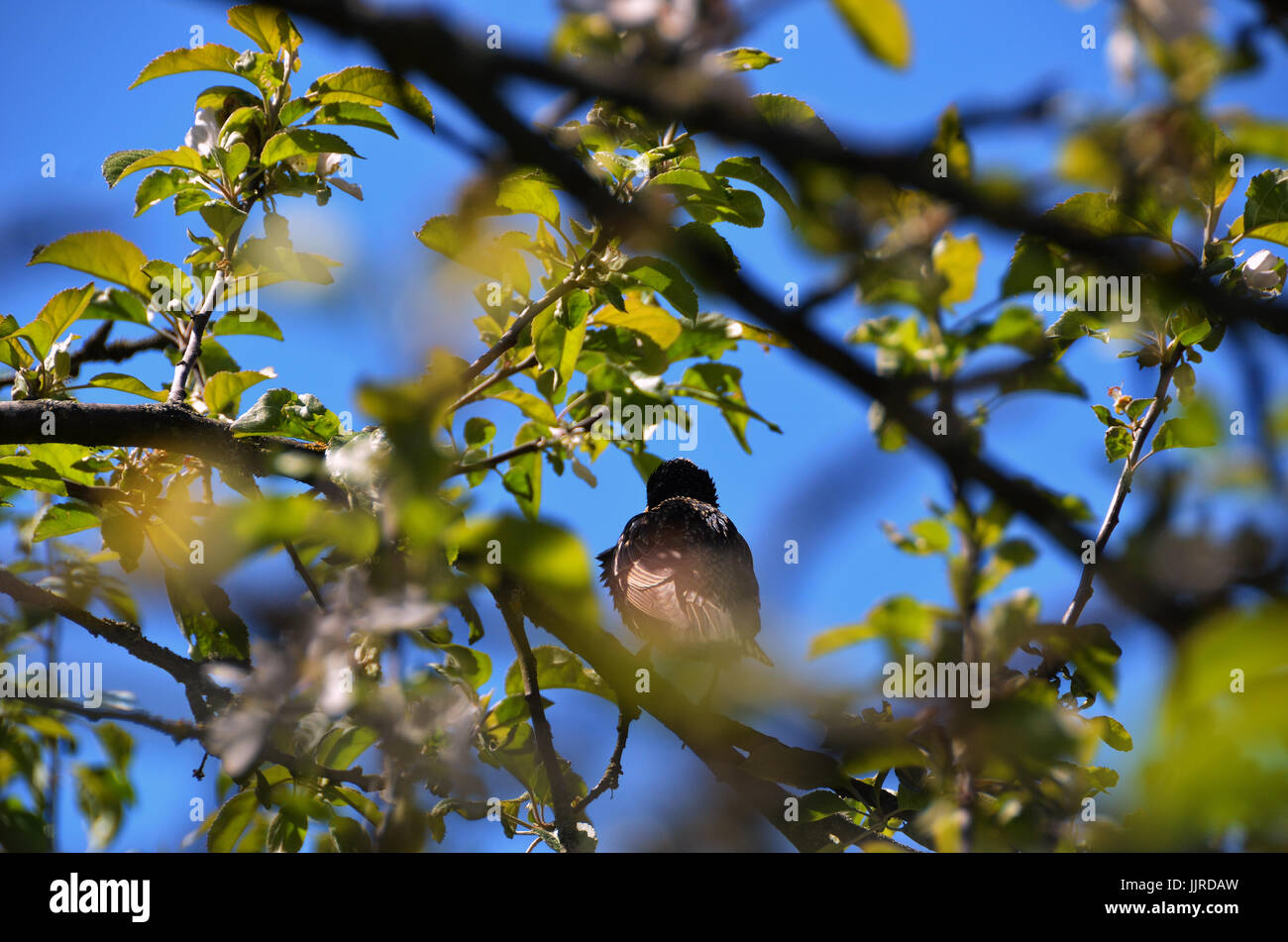 Thrush bird in apple tree Stock Photo - Alamy