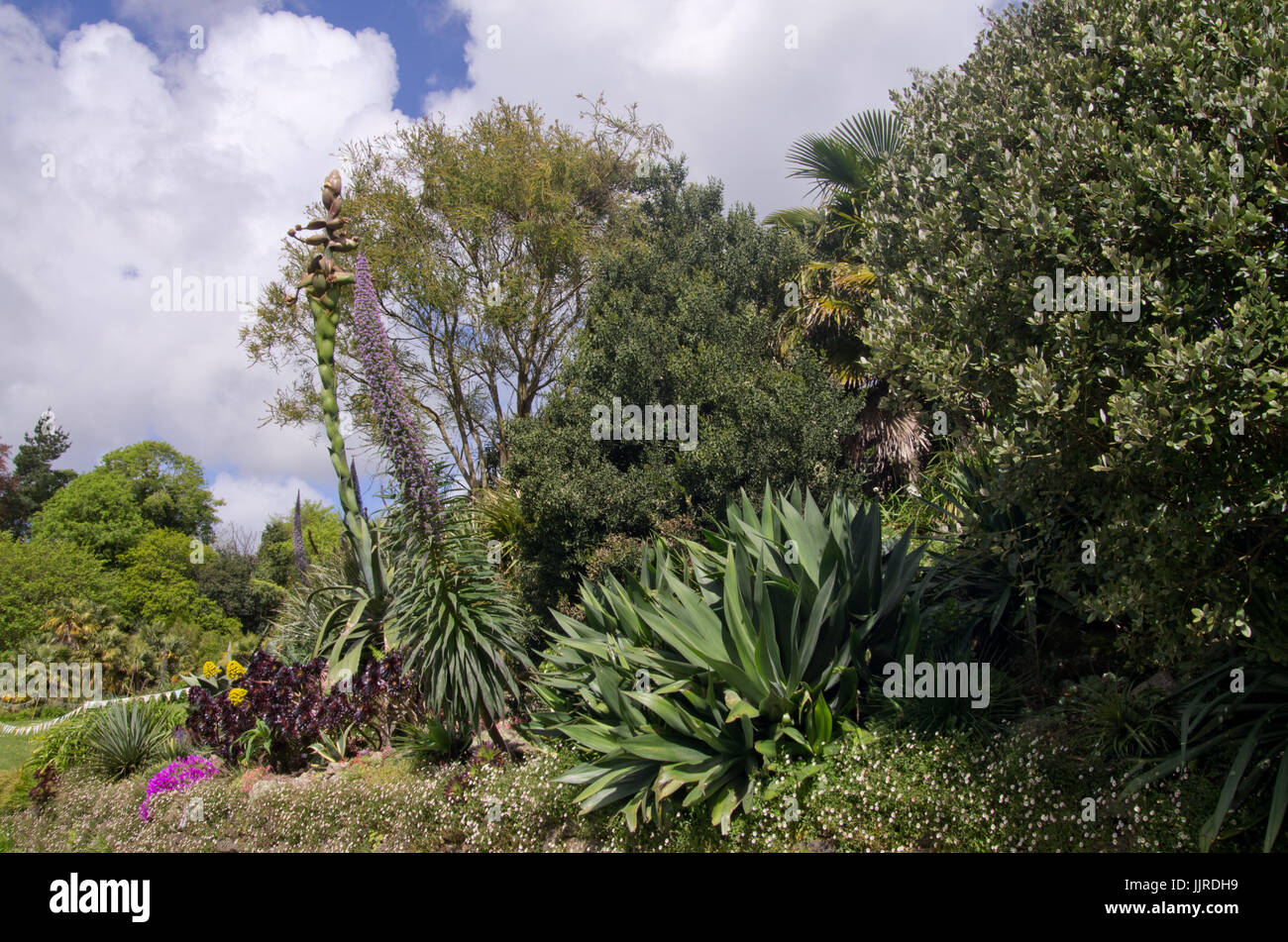 Sub tropical plants hi-res stock photography and images - Alamy