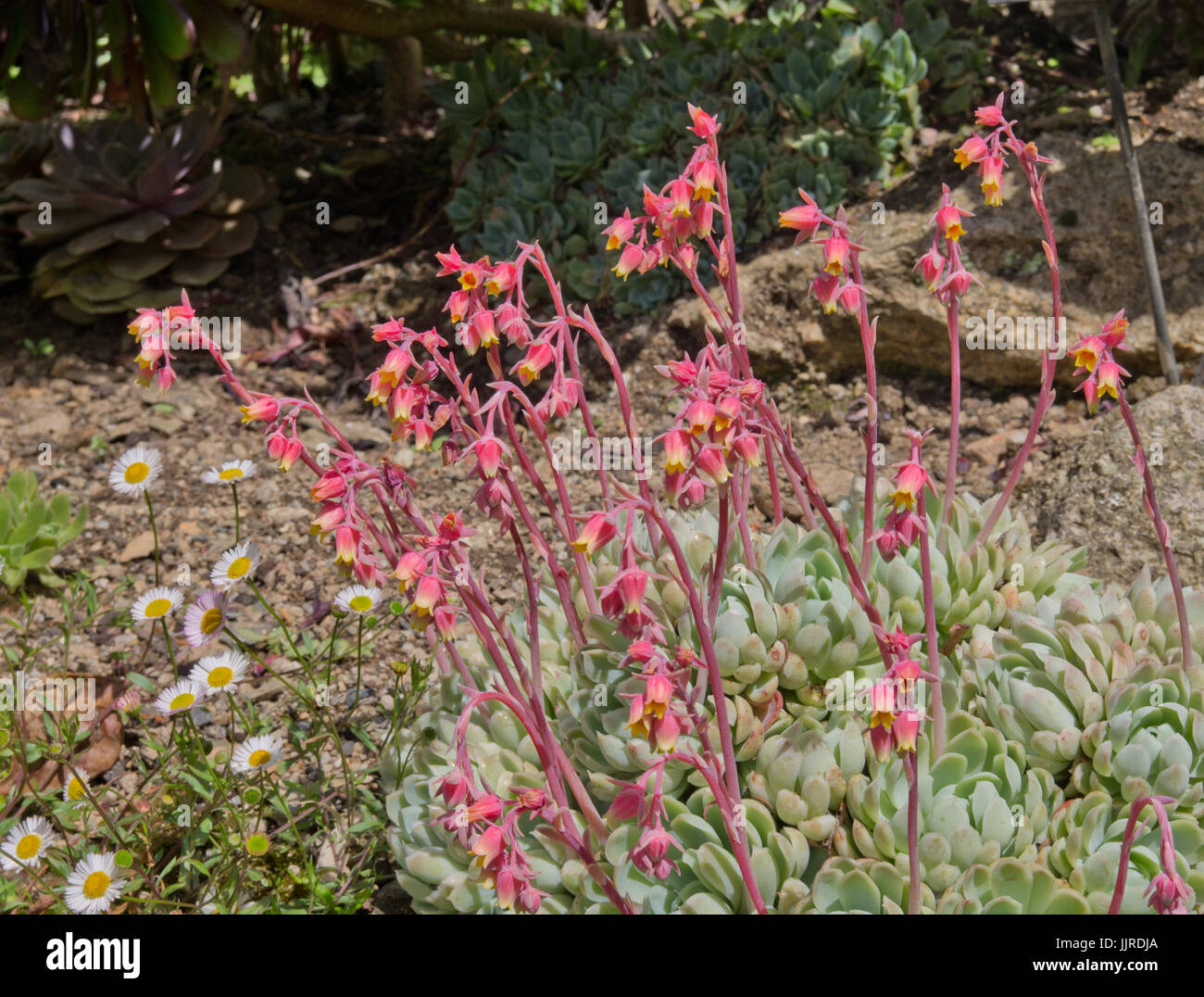 Echeveria flowers hi-res stock photography and images - Alamy