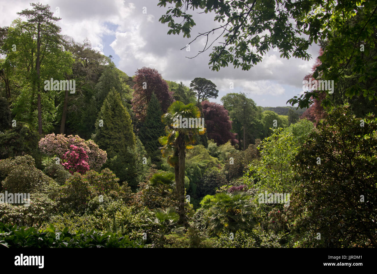 Cornwall palm trees hi-res stock photography and images - Alamy