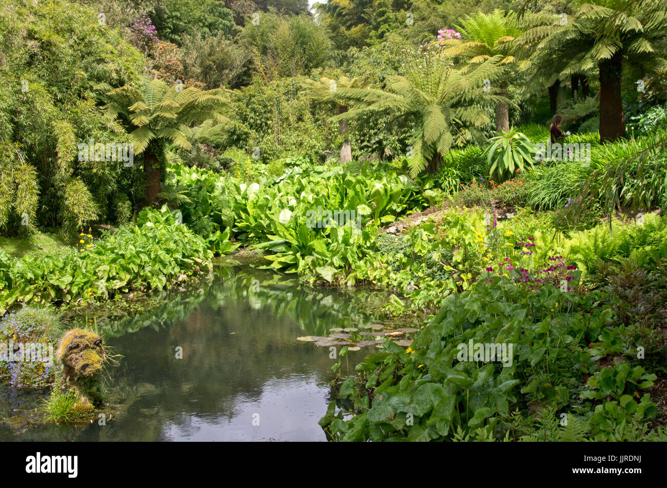 Skunk lily hi-res stock photography and images - Alamy